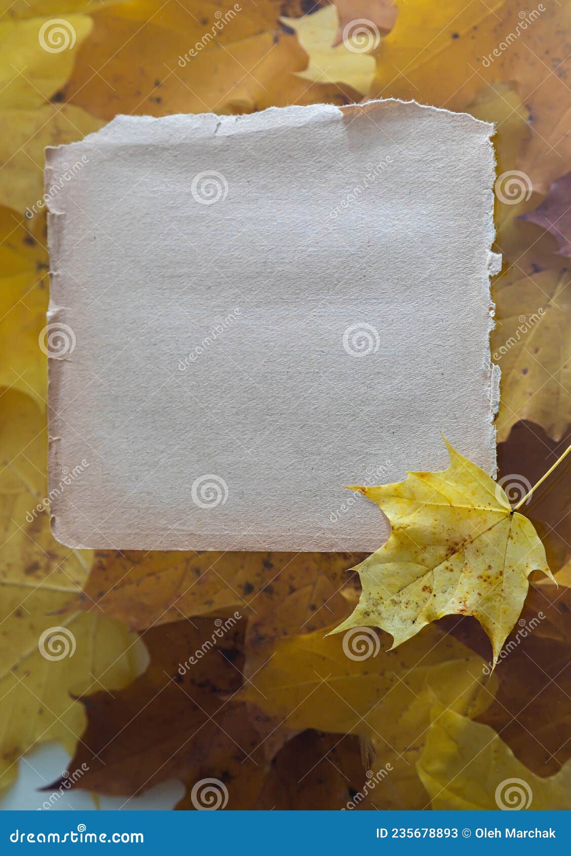 Autumn Leaves on the Old Paper Sheet Isolated on White Stock Image ...
