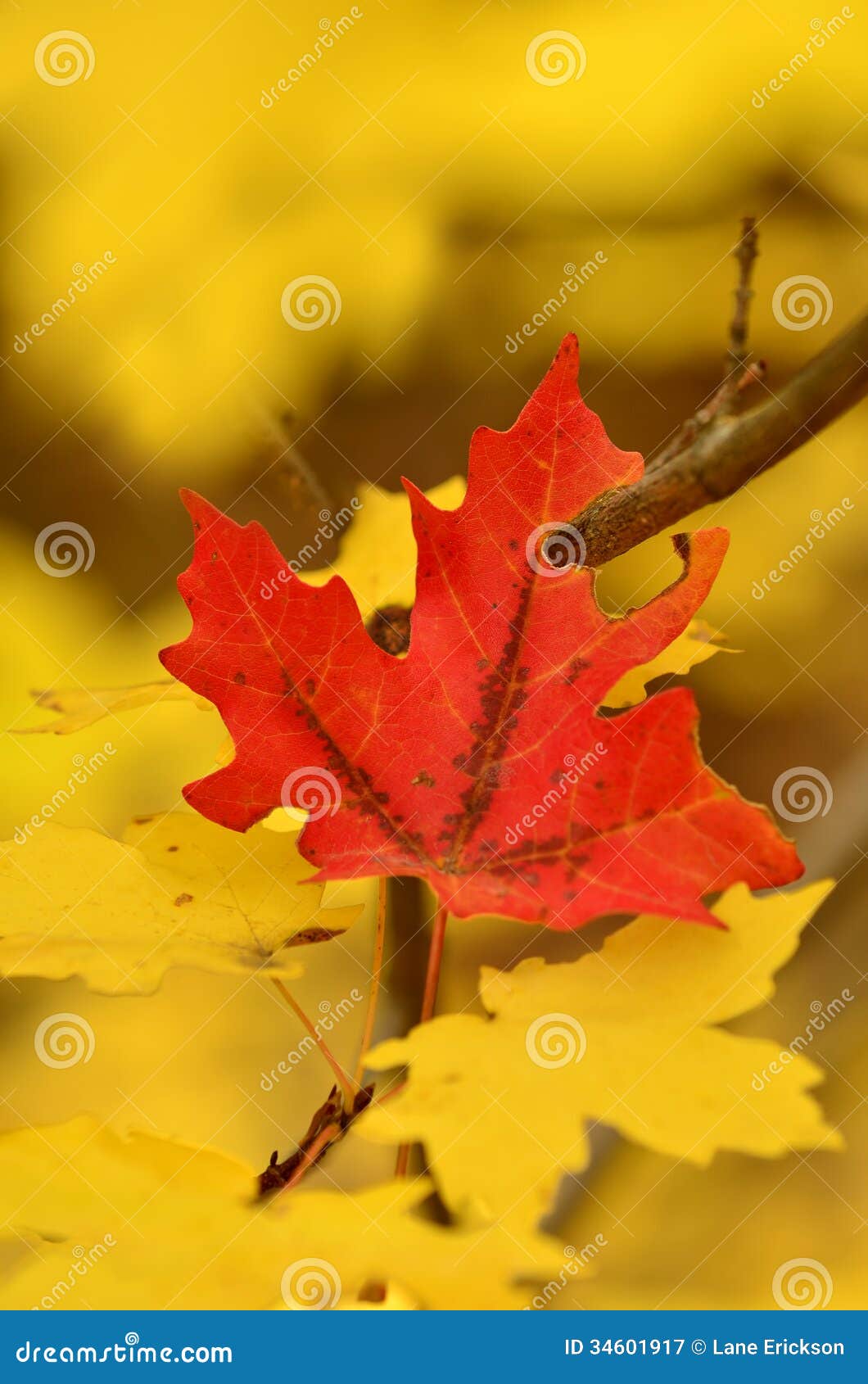 Autumn Leaves with One Red Leaf Stock Image - Image of bright ...