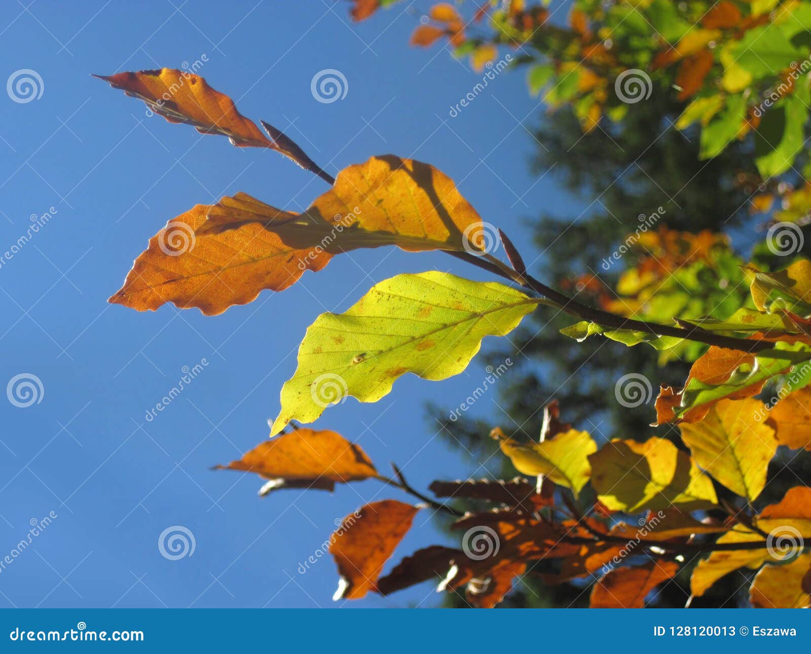 Autumn Leaves with Opposite Light Stock Image - Image of multicolored ...