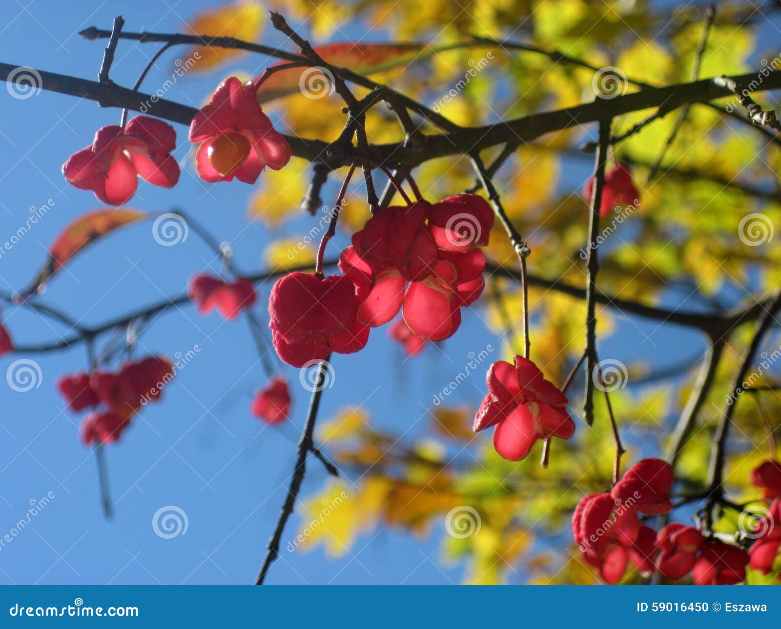 Autumn Leaves with Opposite Light Stock Photo - Image of outdoor, leaf ...