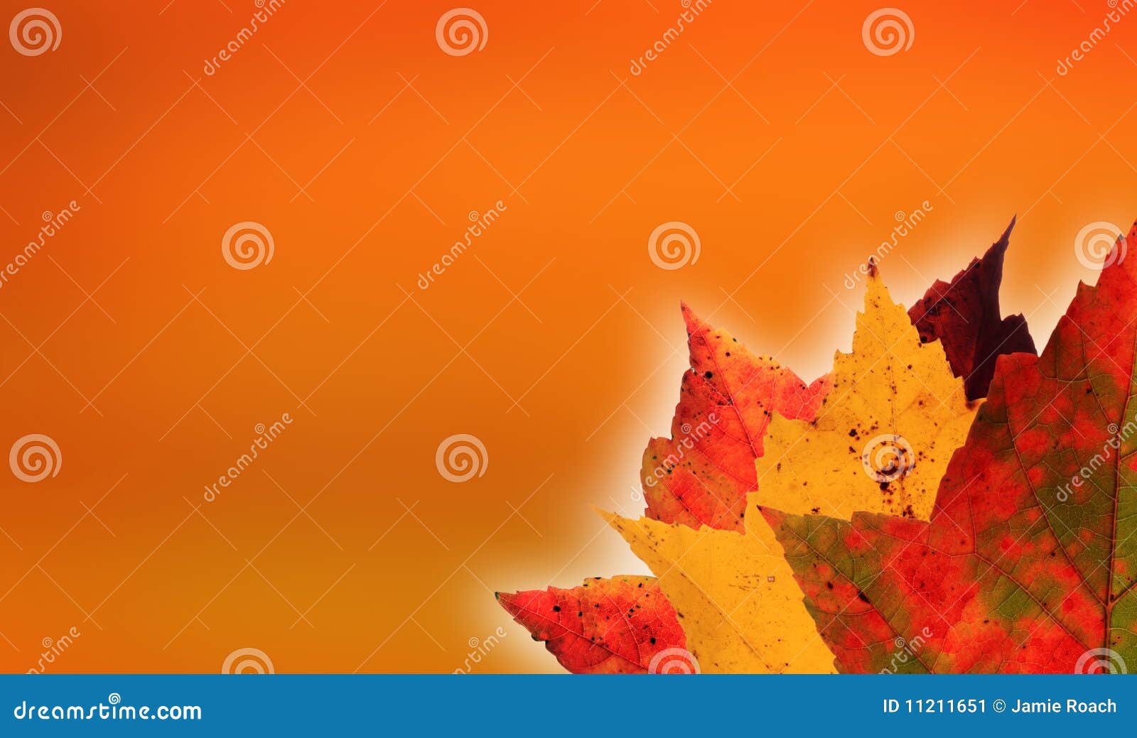 Autumn Leaves Orange Background Stock Image - Image of drop, pattern ...