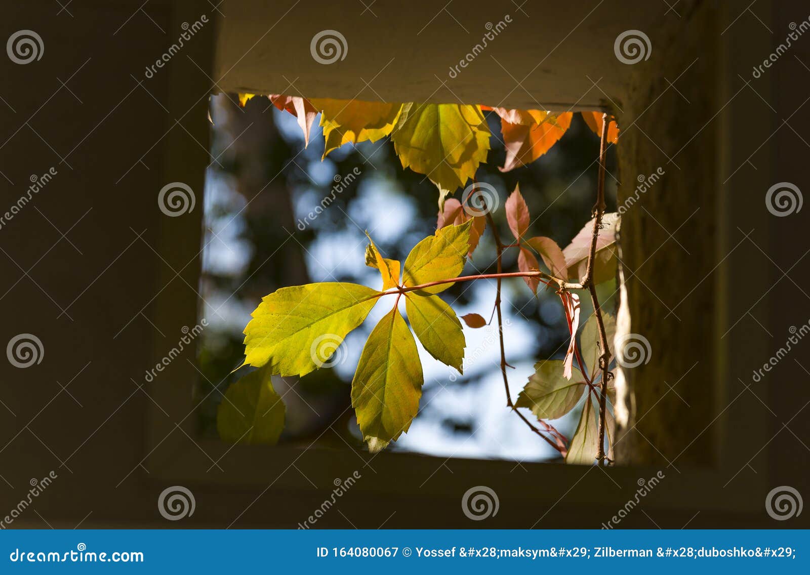 Autumn Leaves Outside a Window Low Angle Stock Image - Image of leaf ...