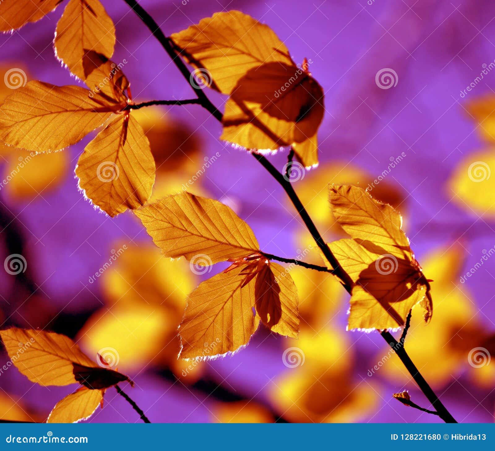 Autumn Leaves Over Purple Sky Stock Photo - Image of wood, orange ...