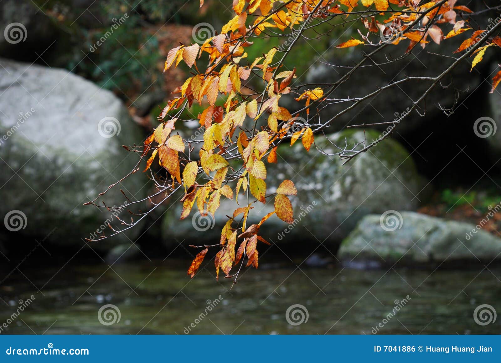 Autumn leaves over river stock photo. Image of leafy, overhanging - 7041886