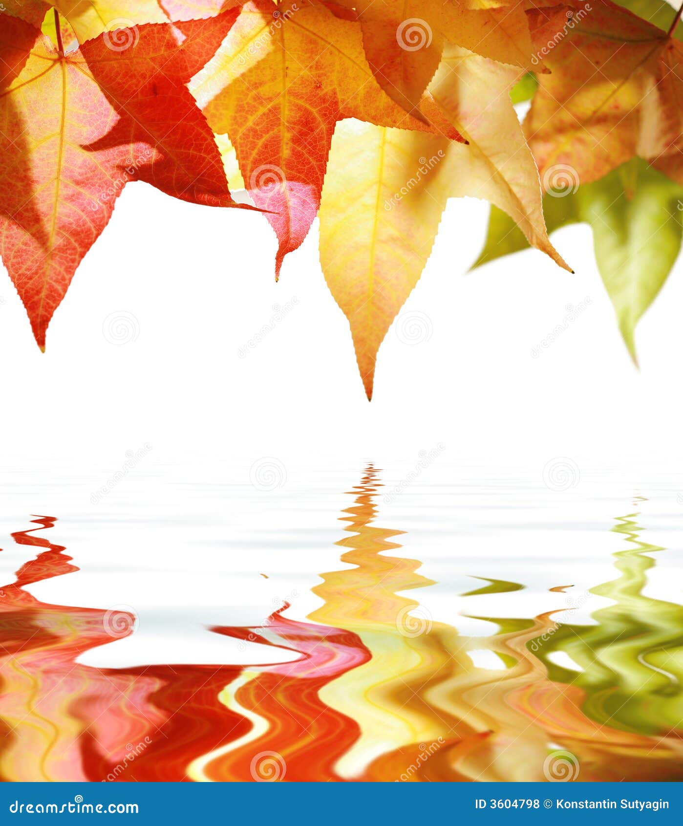 Autumn leaves over water stock photo. Image of leaf, clean - 3604798