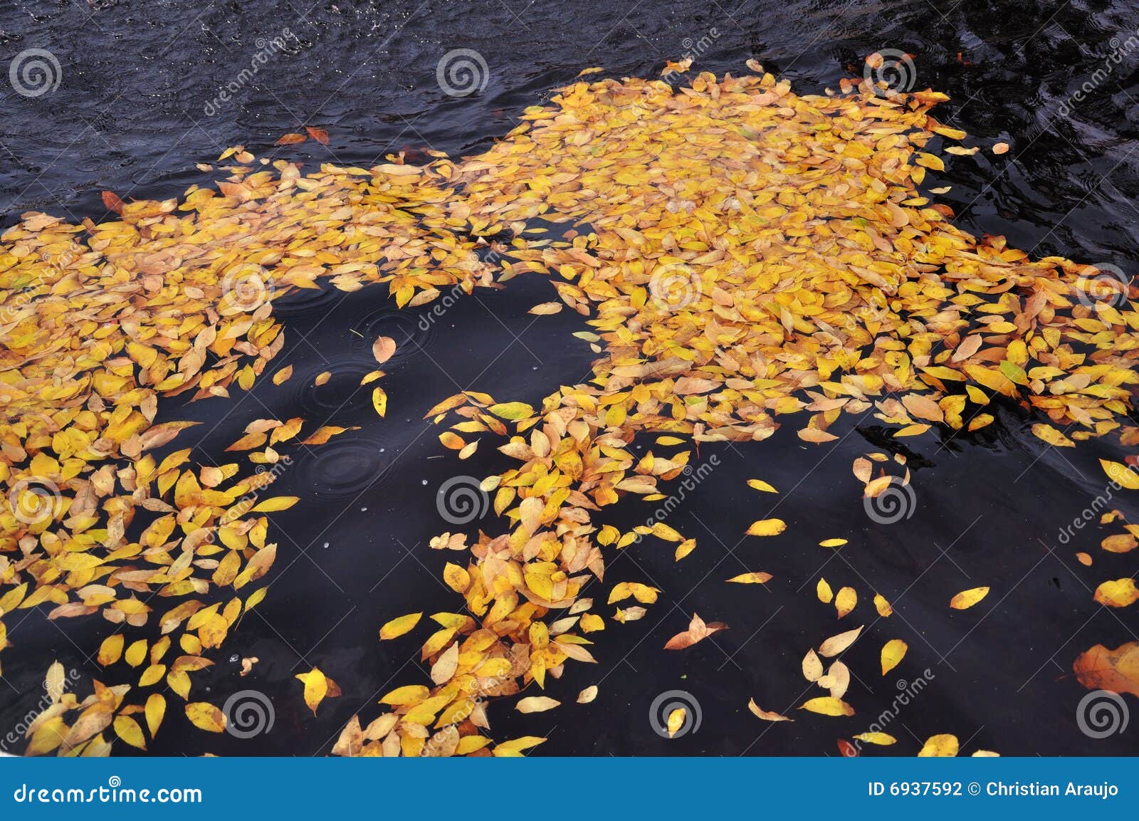 Autumn leaves over water stock photo. Image of enviroment - 6937592