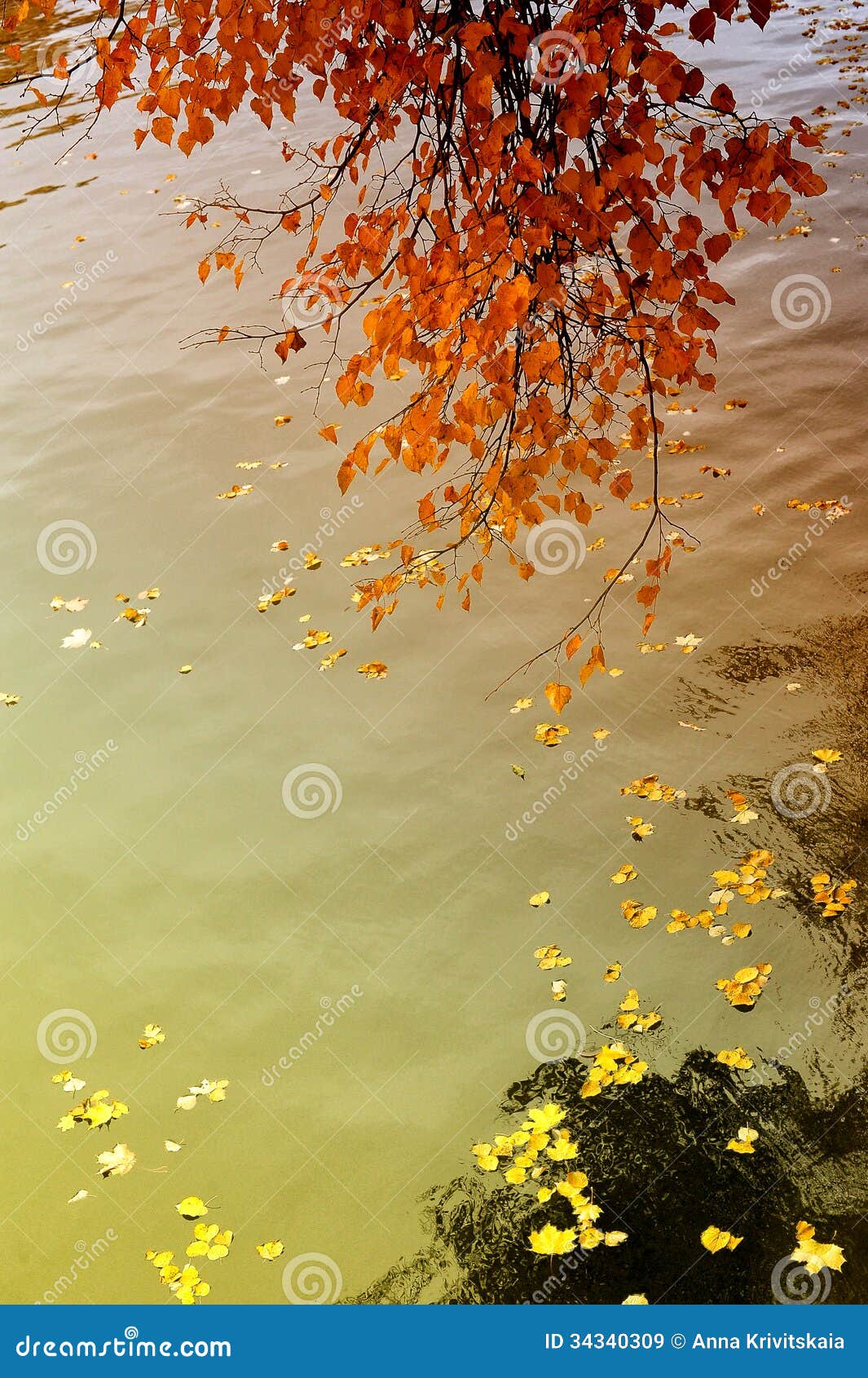 Autumn leaves over water stock image. Image of bright - 34340309