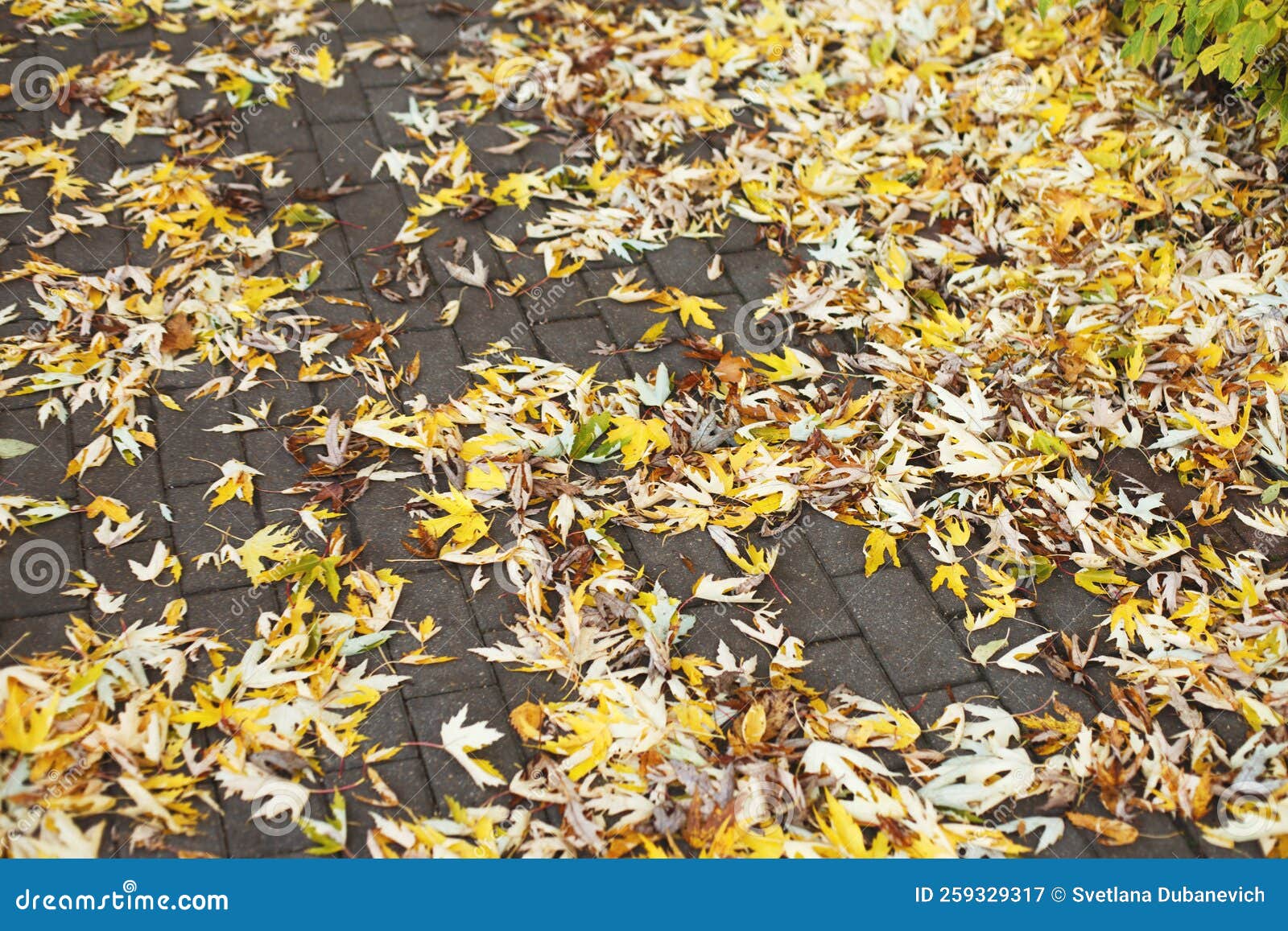 Autumn Leaves Over Wooden Background. Autumn Leaves Frame Stock Image ...