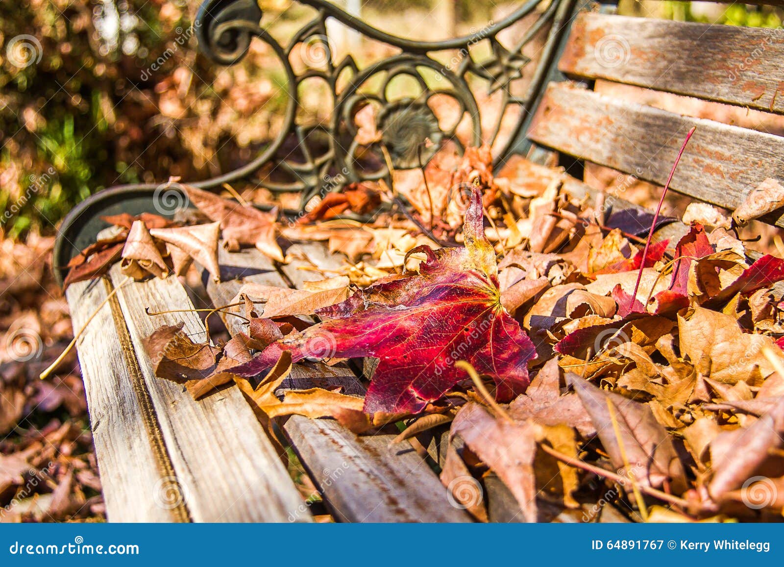 Autumn Leaves on a Park Bench Stock Image - Image of orange, park: 64891767