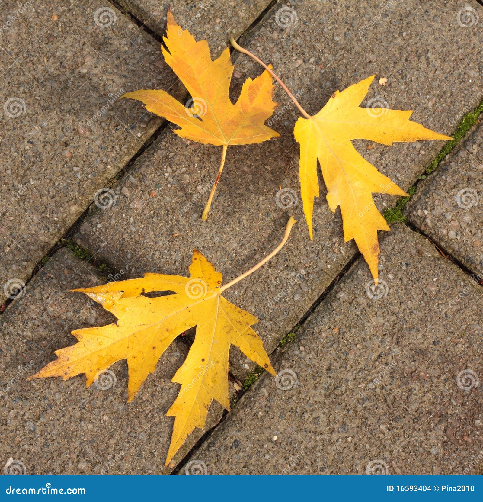 Autumn leaves on pavement stock photo. Image of paving - 16593404