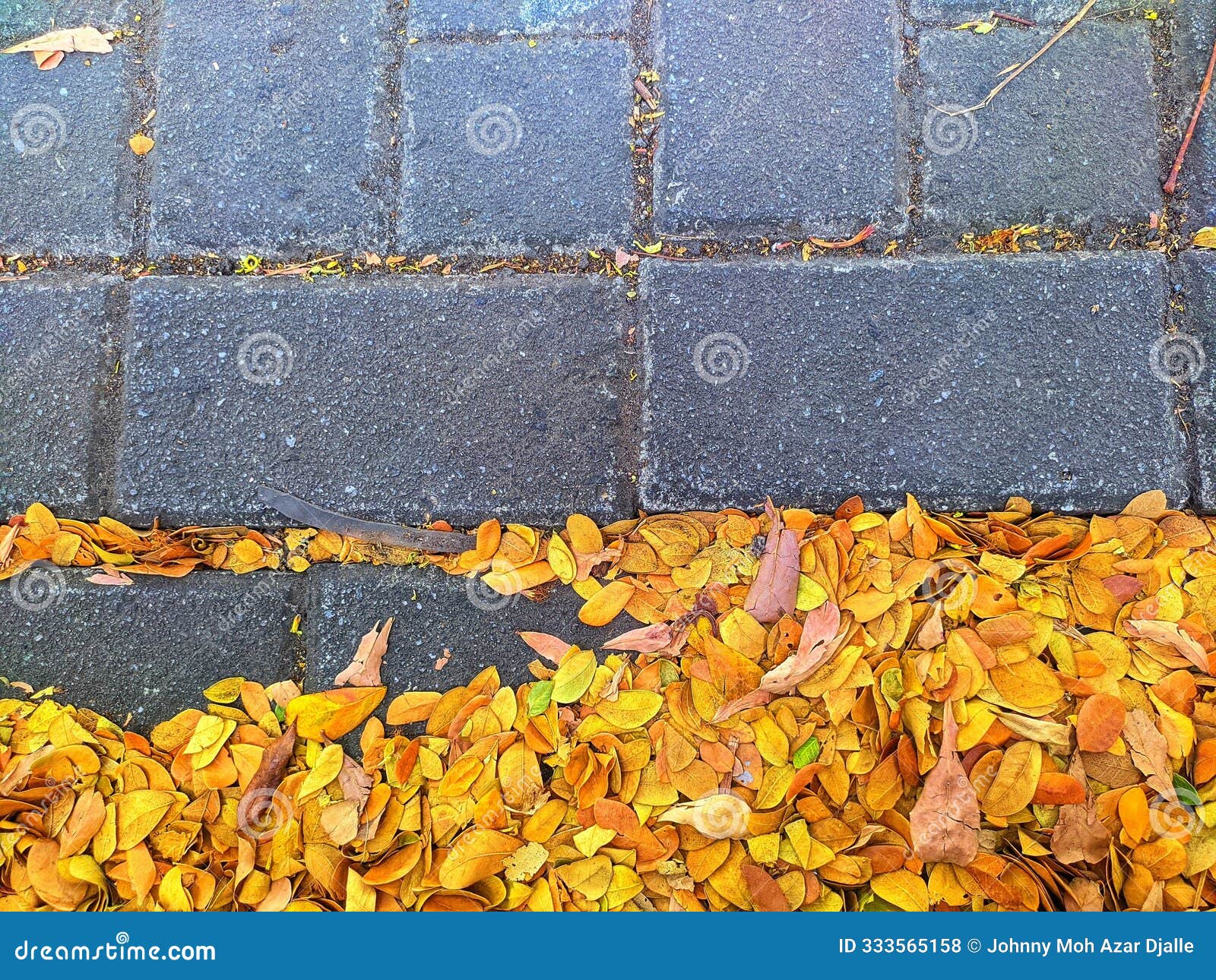 Autumn Leaves on the Pavement Stock Photo - Image of fall, rock: 333565158