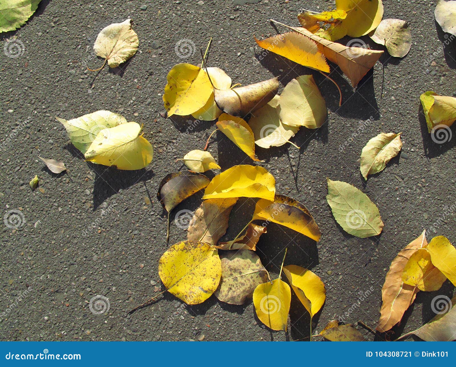 Autumn leaves on pavement stock image. Image of pavement - 104308721