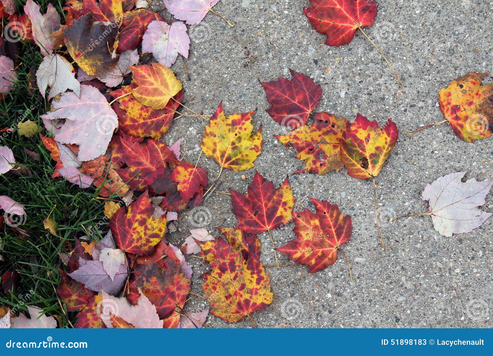 Autumn leaves on pavement stock image. Image of leaves - 51898183