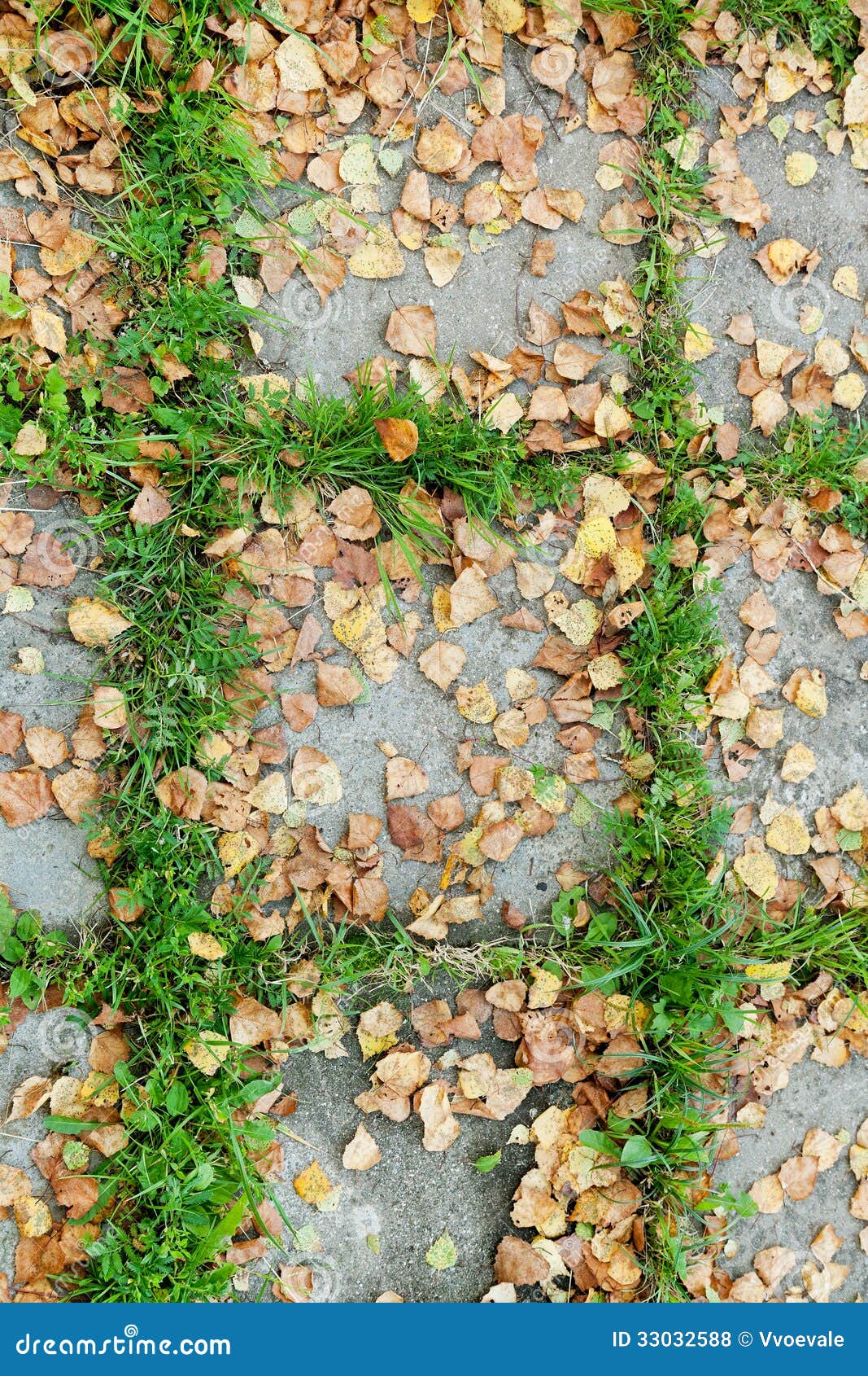 Autumn Leaves on Pavement Slab Stock Photo - Image of birch, green ...