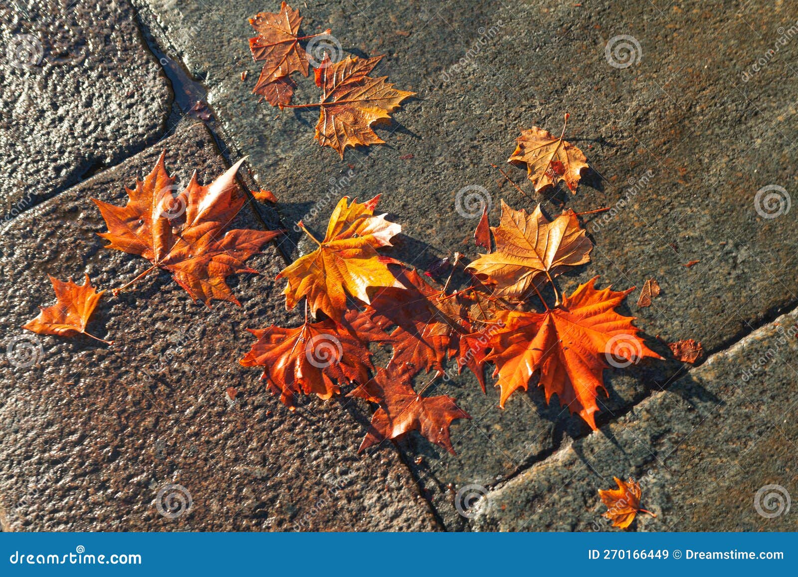 Autumn Leaves on the Pavement Stock Image - Image of yellow, botany ...