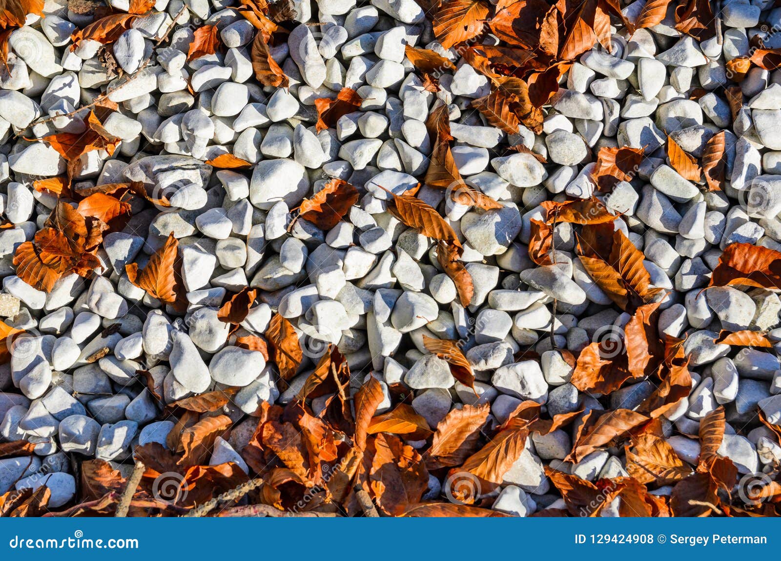Autumn Leaves on Pebble Beach Stock Photo - Image of october, season ...