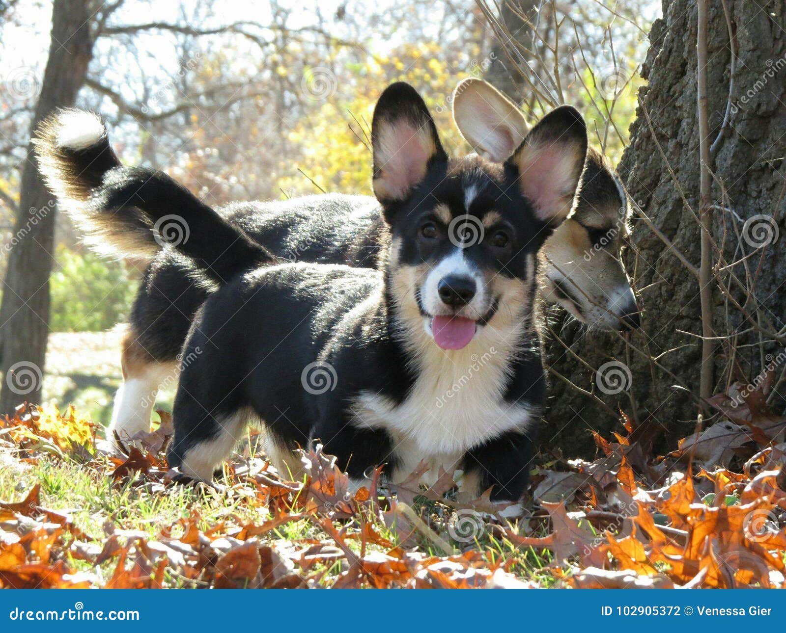 Corgis of fall stock photo. Image of corgis, welsh, autumn - 102905372