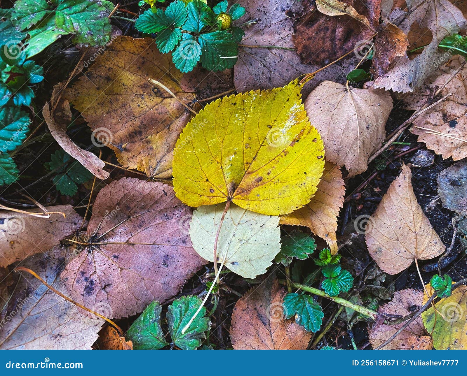 Autumn leaves stock image. Image of background, calmness - 256158671