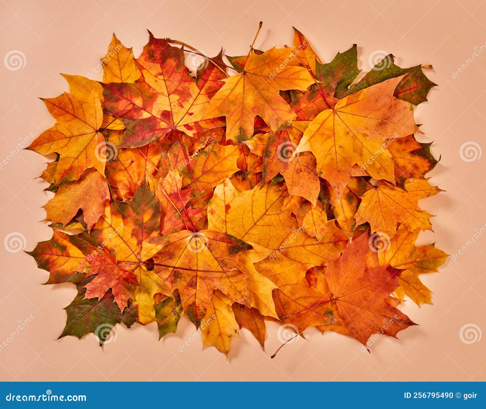 Autumn leaves pile stock photo. Image of lying, botany - 256795490