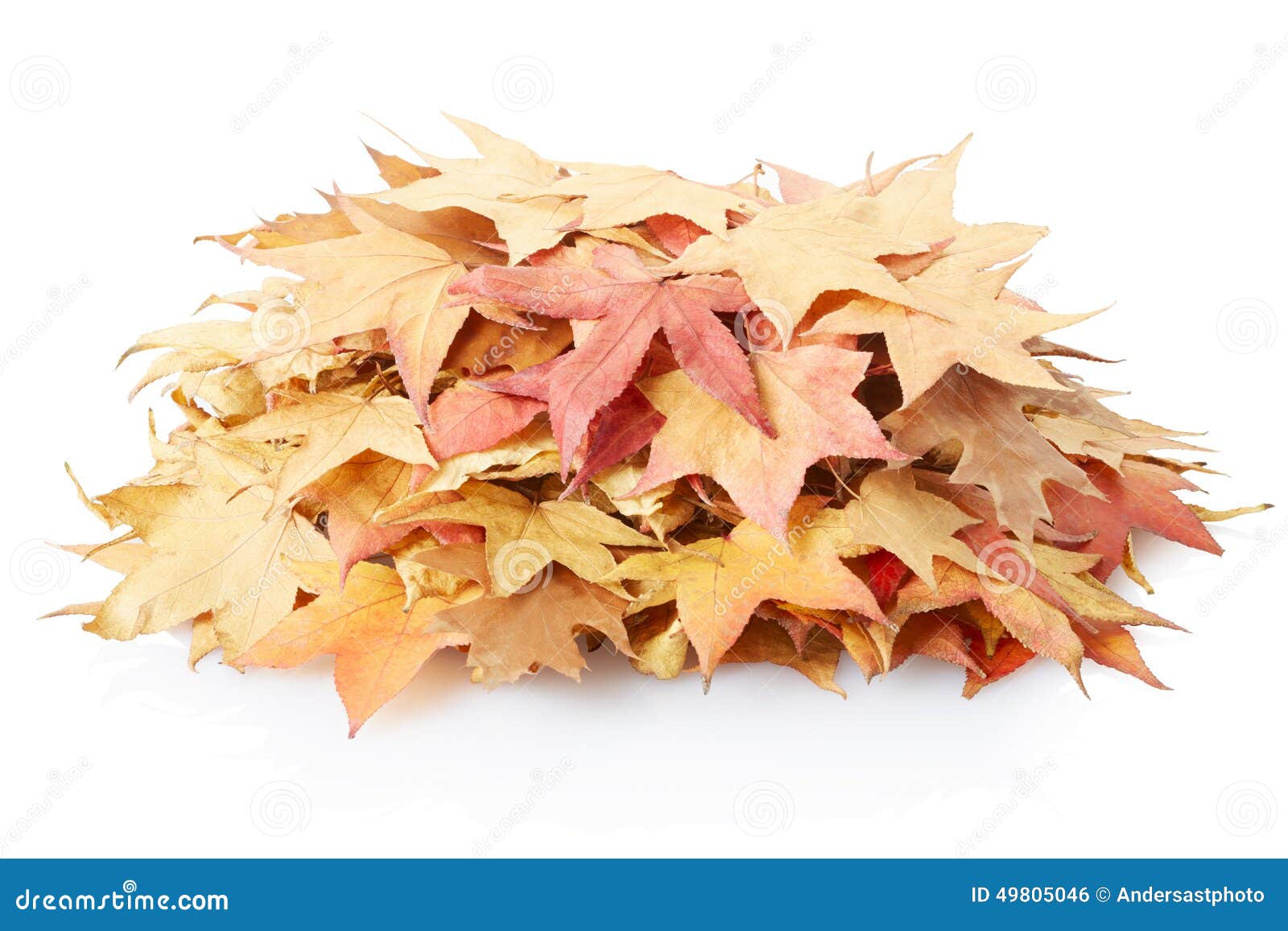 Autumn leaves pile stock photo. Image of yellow, season - 49805046