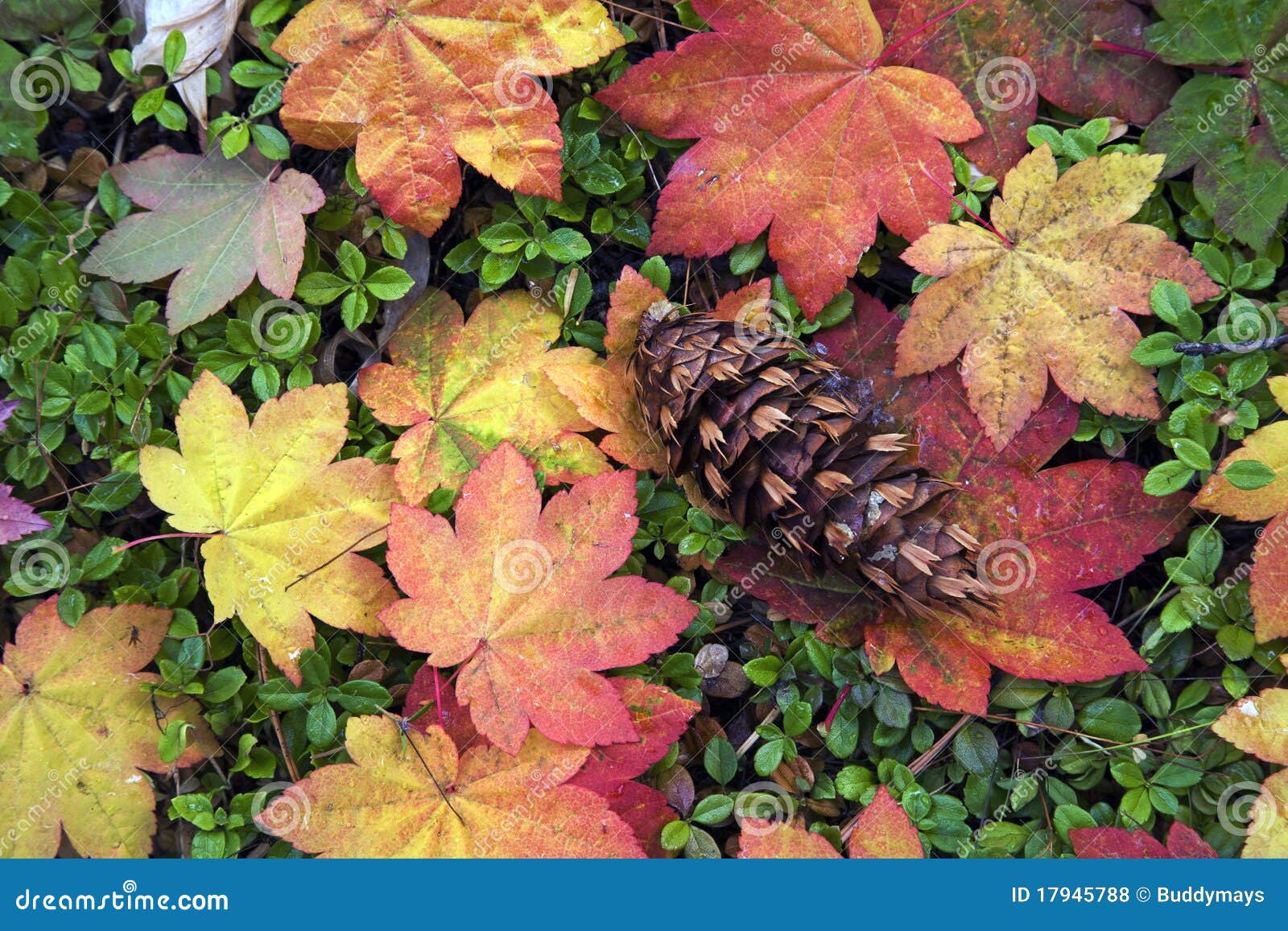 Autumn Leaves And A Pine Cone Royalty Free Stock Photos - Image: 17945788
