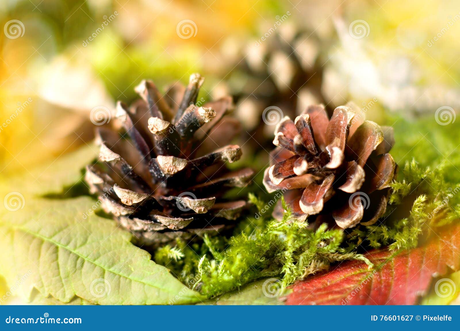Autumn Leaves and Pine Cones Stock Image - Image of leaves, country ...