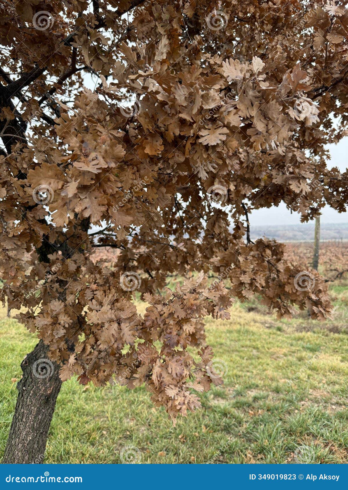 Autumn Leaves on Plane Tree at Forest in Winter Stock Image - Image of ...