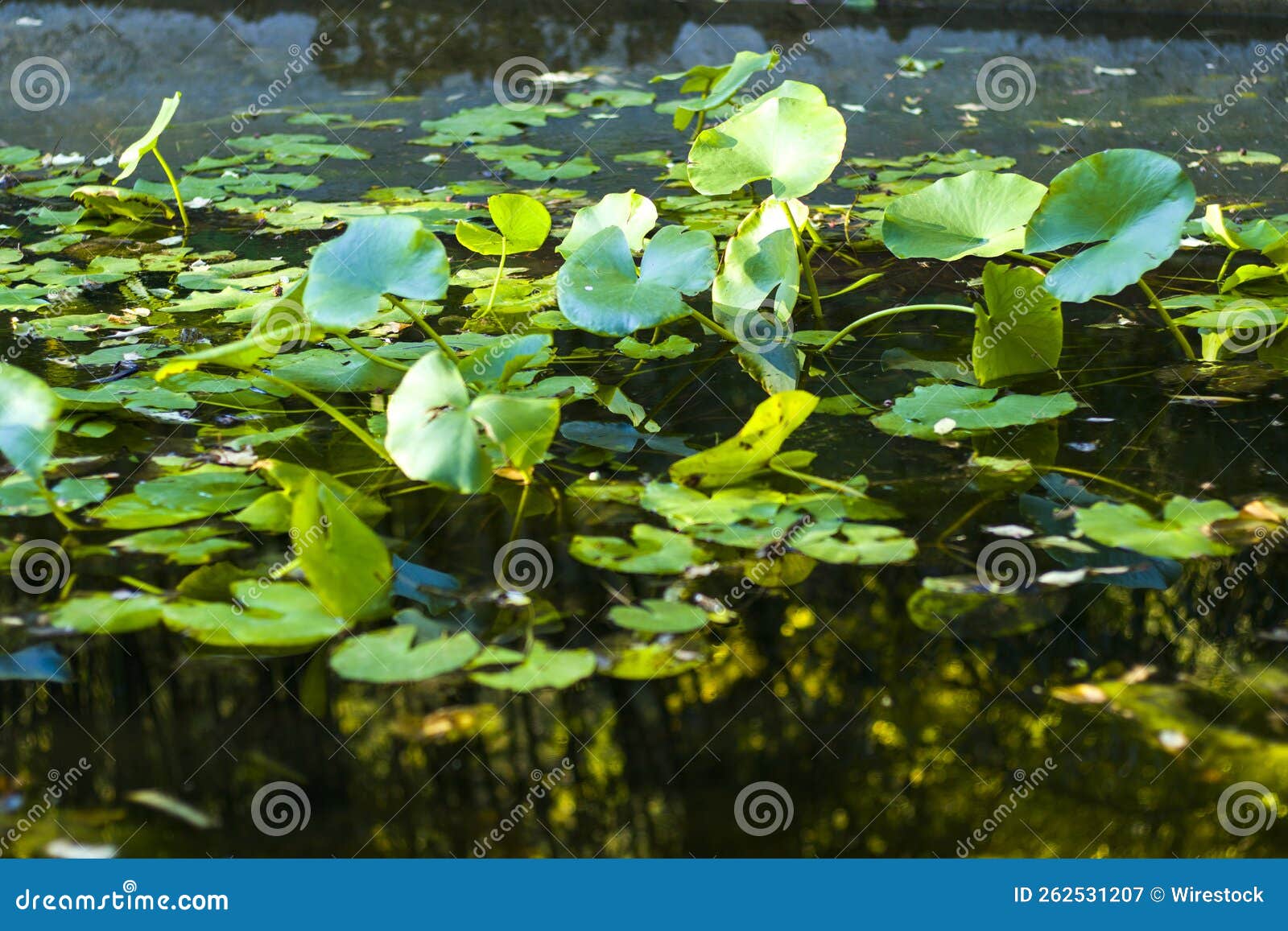 Leaves and Plants in the Pond Stock Image - Image of park, beautiful ...