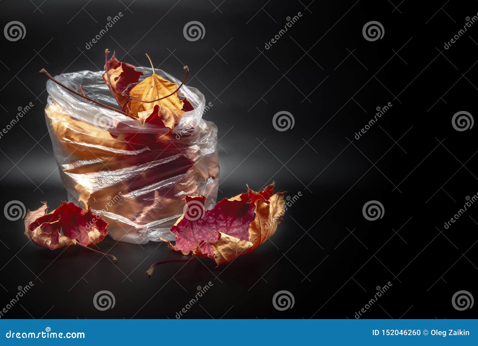 Autumn Leaves in a Plastic Bag on a Black Background Stock Photo ...