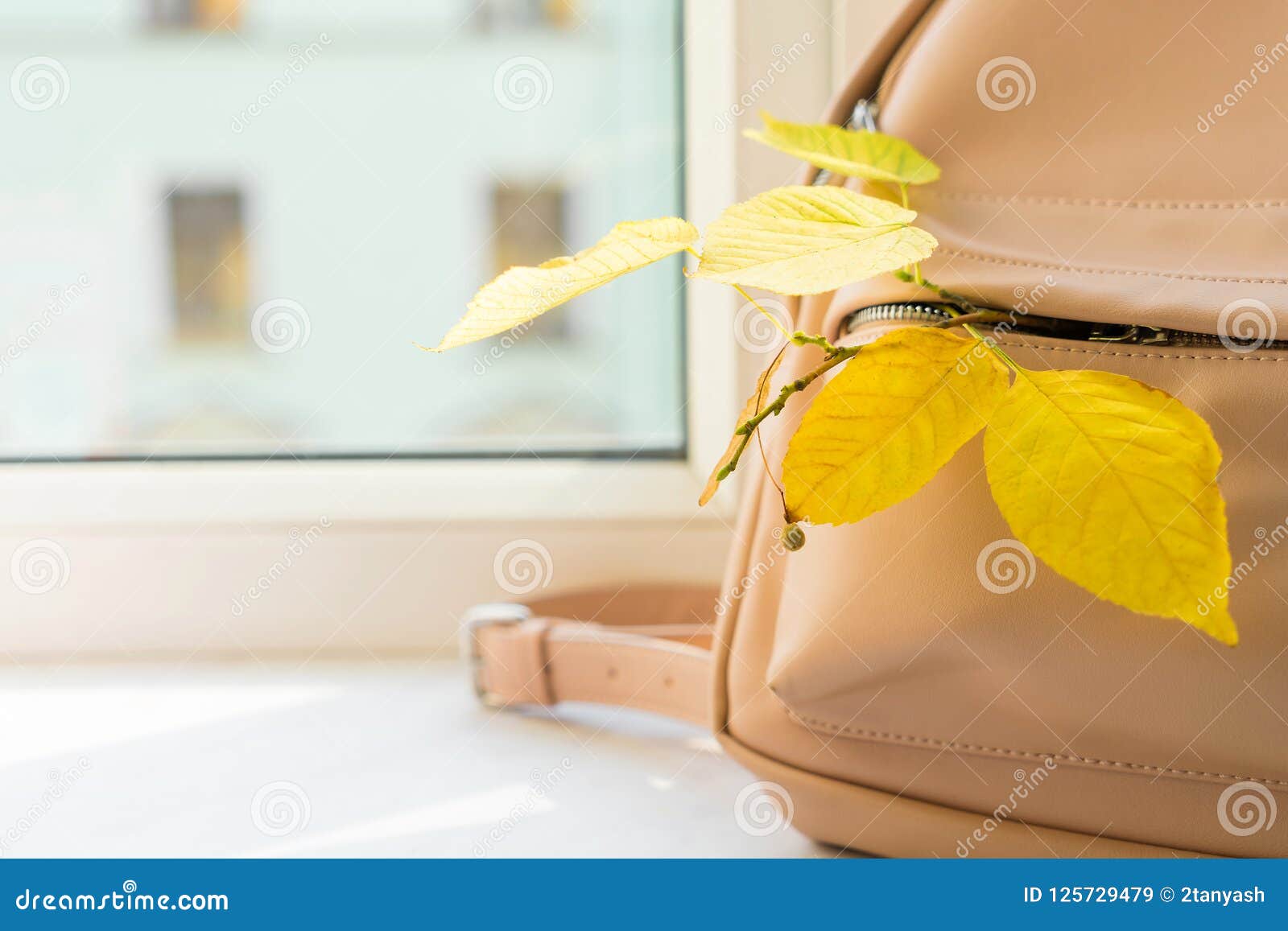 Autumn Leaves in the Pocket of a School Backpack Stock Image - Image of ...