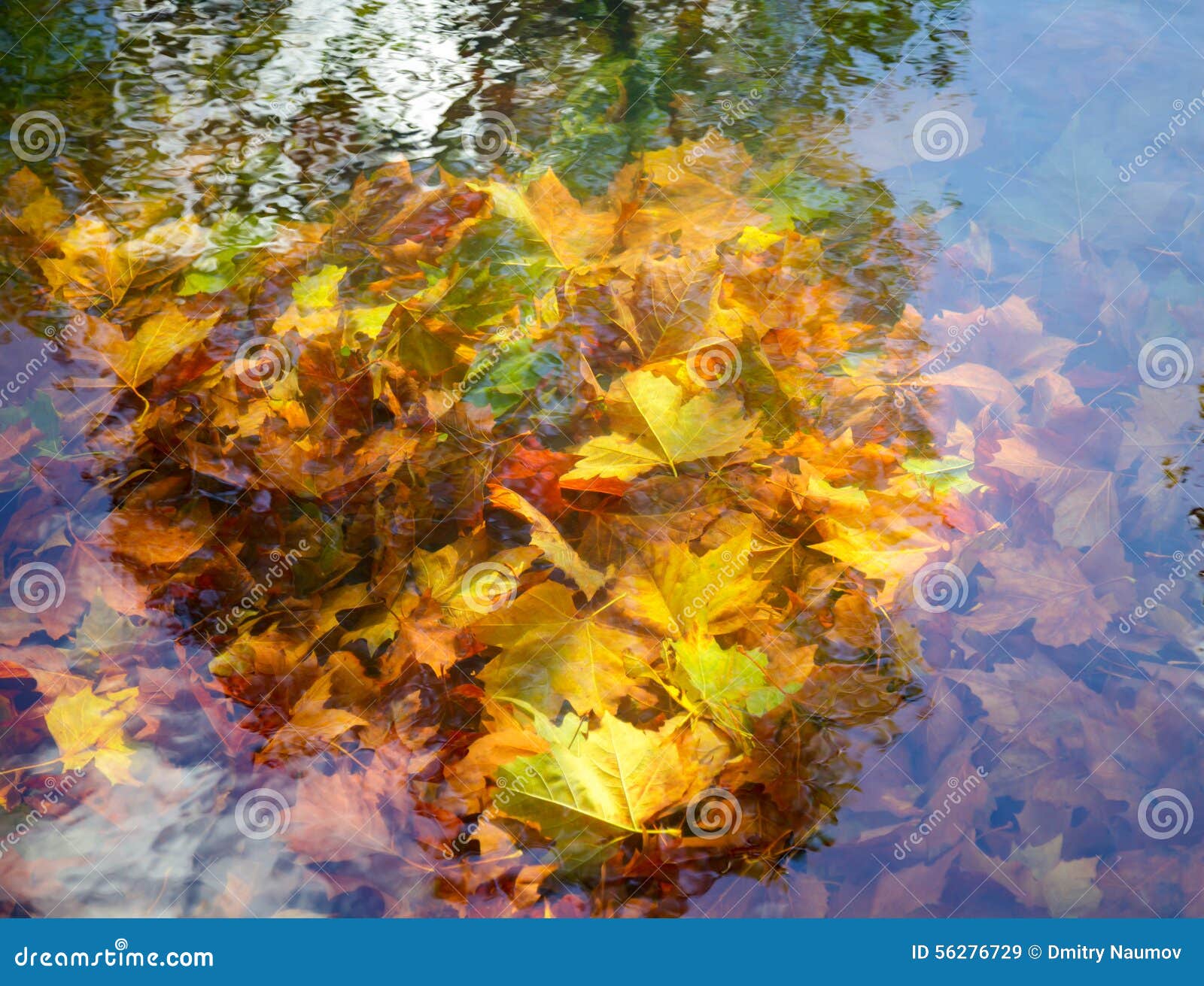 Autumn leaves in a pond stock image. Image of park, tree - 56276729