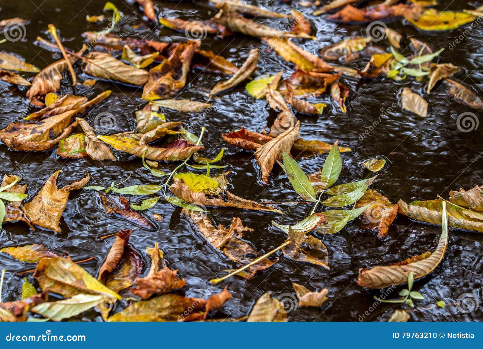 Autumn.Leaves on pond. stock photo. Image of wallpaper - 79763210