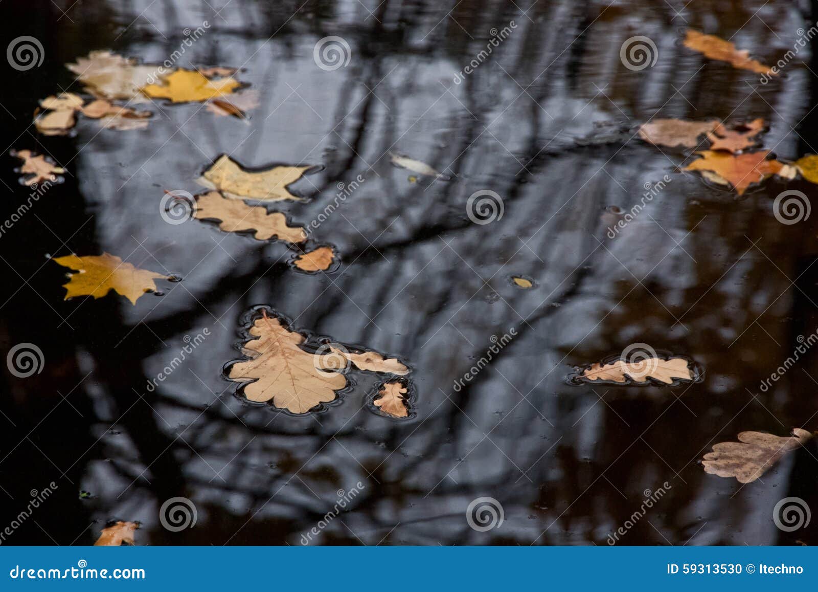 Autumn leaves in a pond stock photo. Image of pond, autumn - 59313530