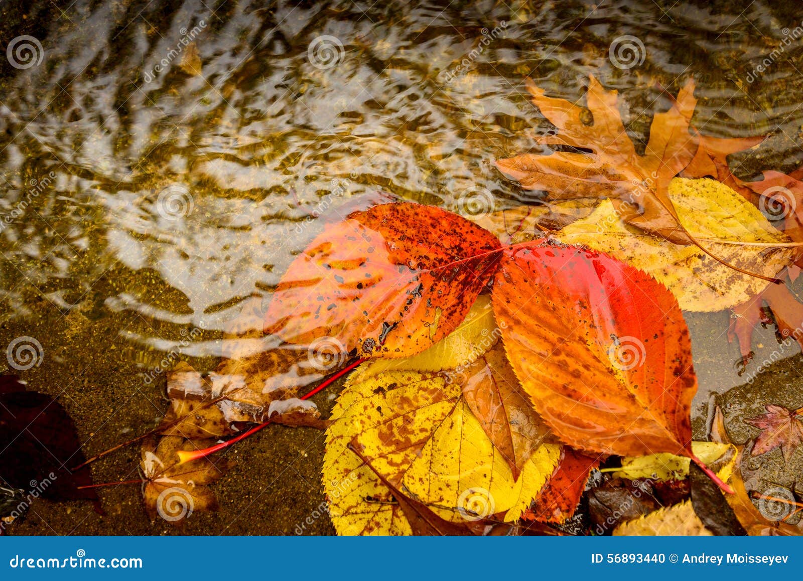 Autumn Leaves in the Puddle Stock Photo - Image of puddle, natural ...