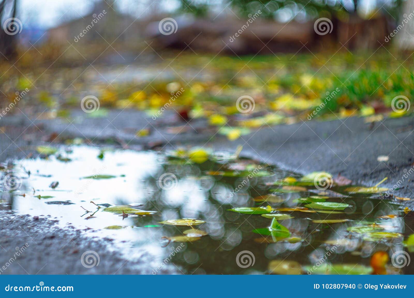 Autumn leaves in puddle stock photo. Image of background - 102807940