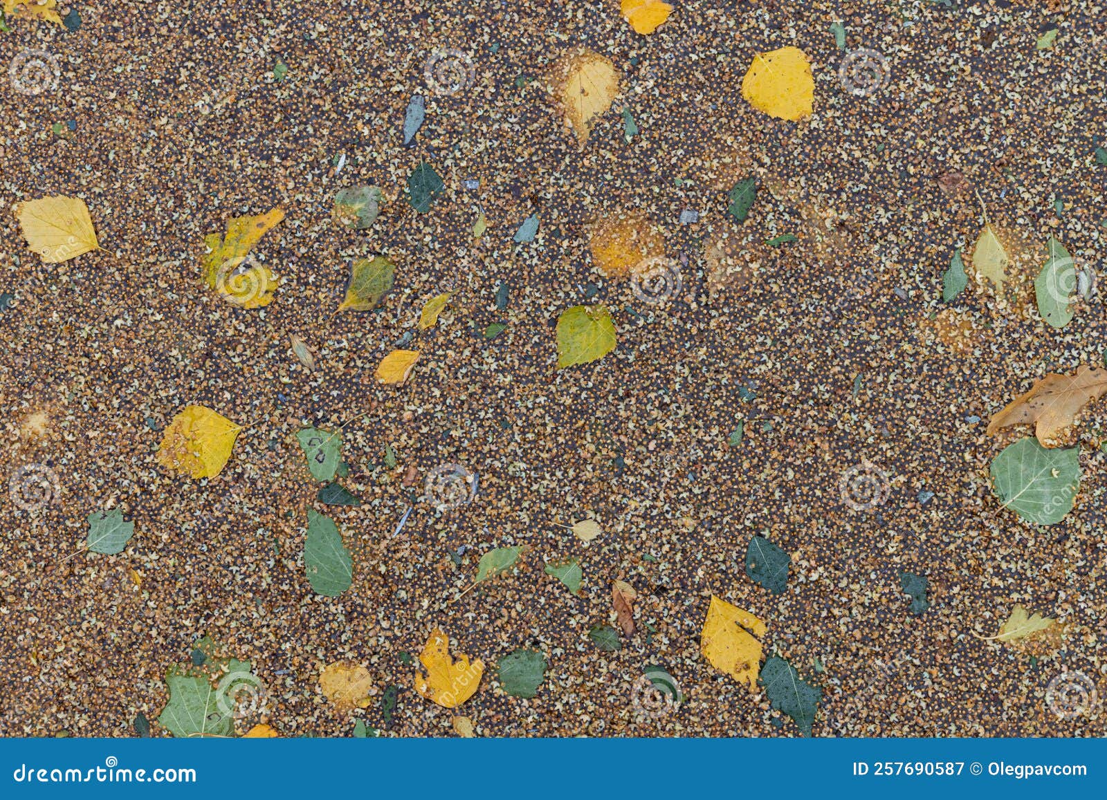 Autumn Leaves in a Puddle of Water Stock Image - Image of background ...