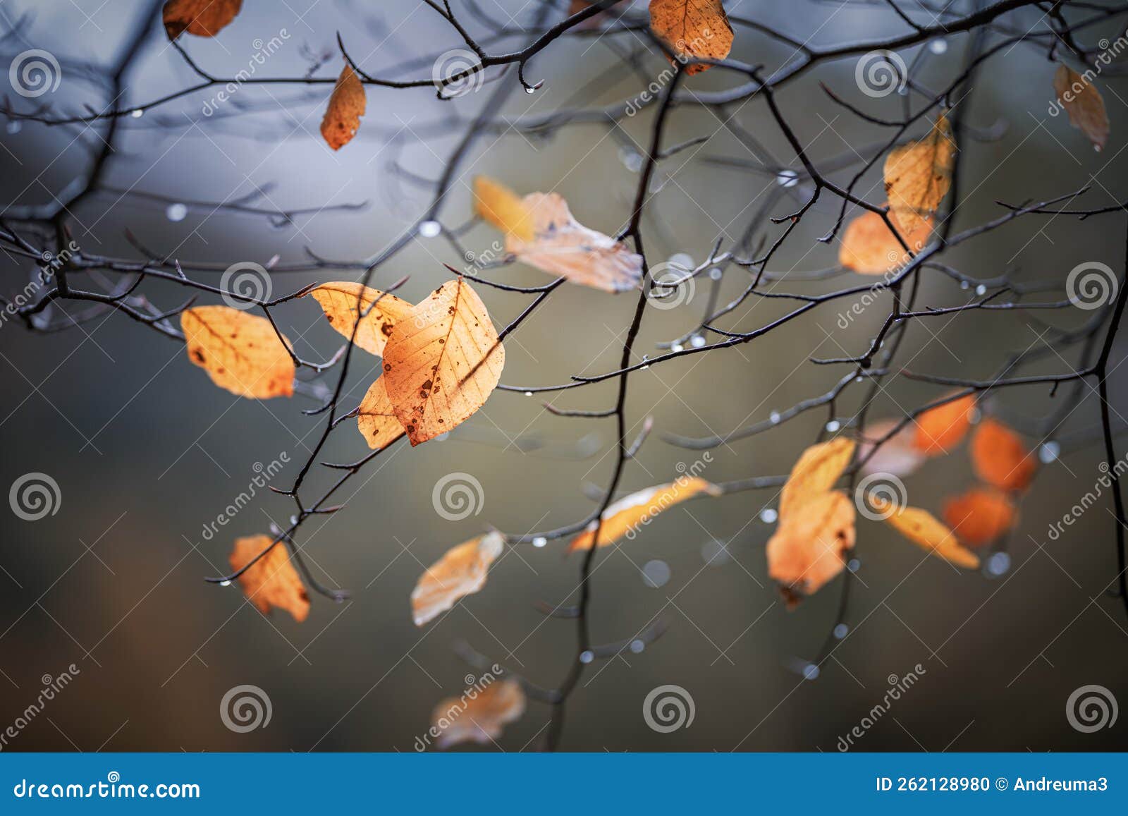 Autumn Leaves Colors in the Rain Stock Photo - Image of leaf, autumn ...