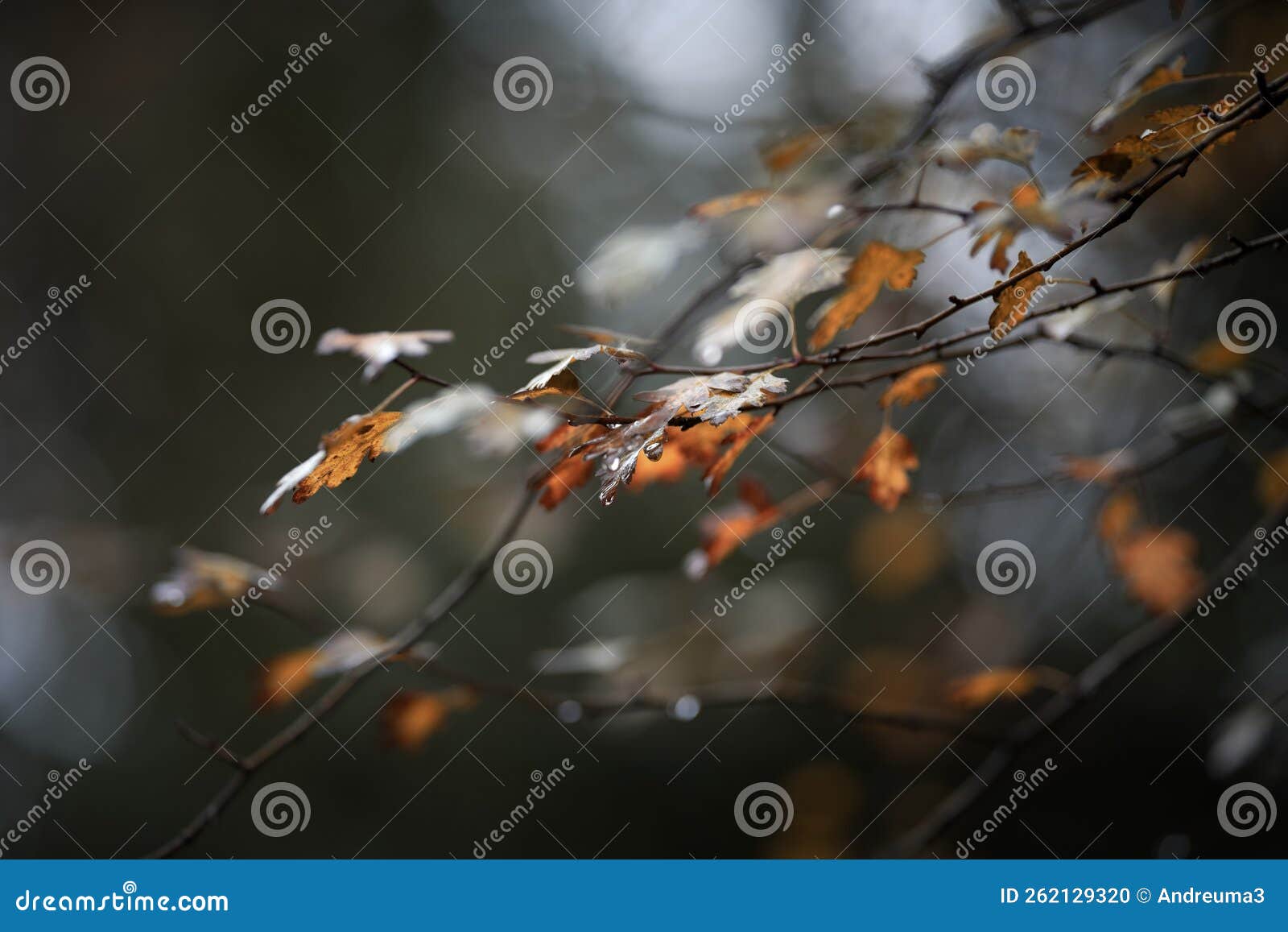 Autumn Leaves Colors in the Rain Stock Photo - Image of rain, garden ...