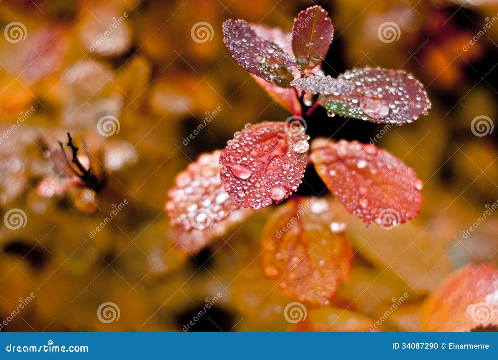 Autumn leaves in the rain stock photo. Image of leaves - 34087290