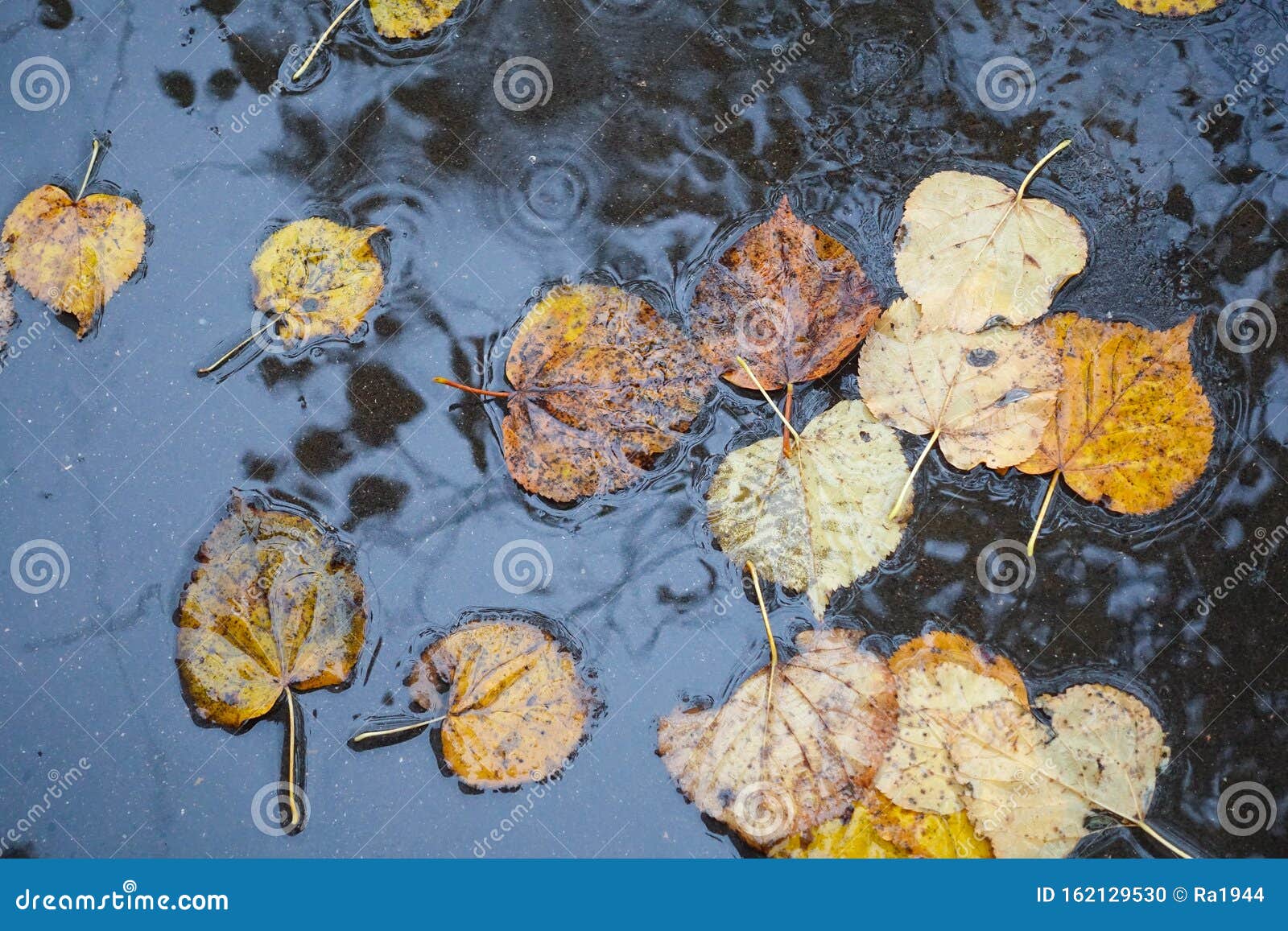 Autumn Leaves in a Rain Puddle. Autumn Concept Stock Photo - Image of ...