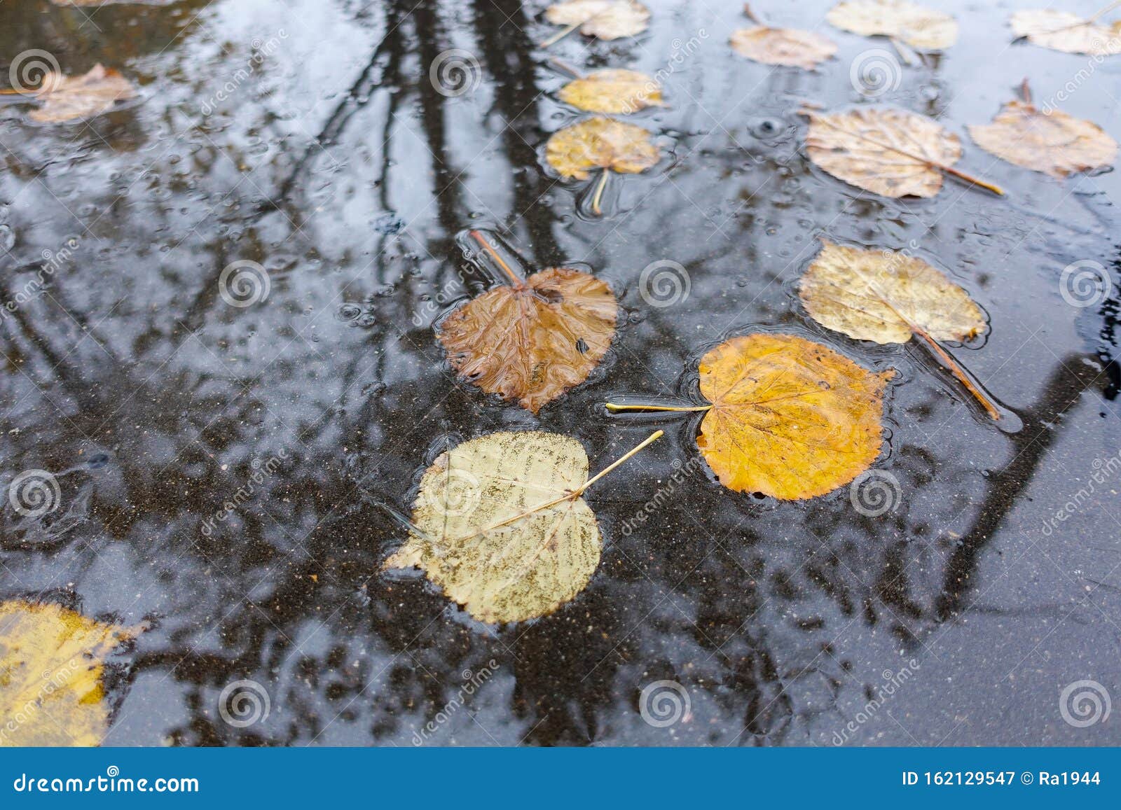 Autumn Leaves in a Rain Puddle. Autumn Concept Stock Image - Image of ...