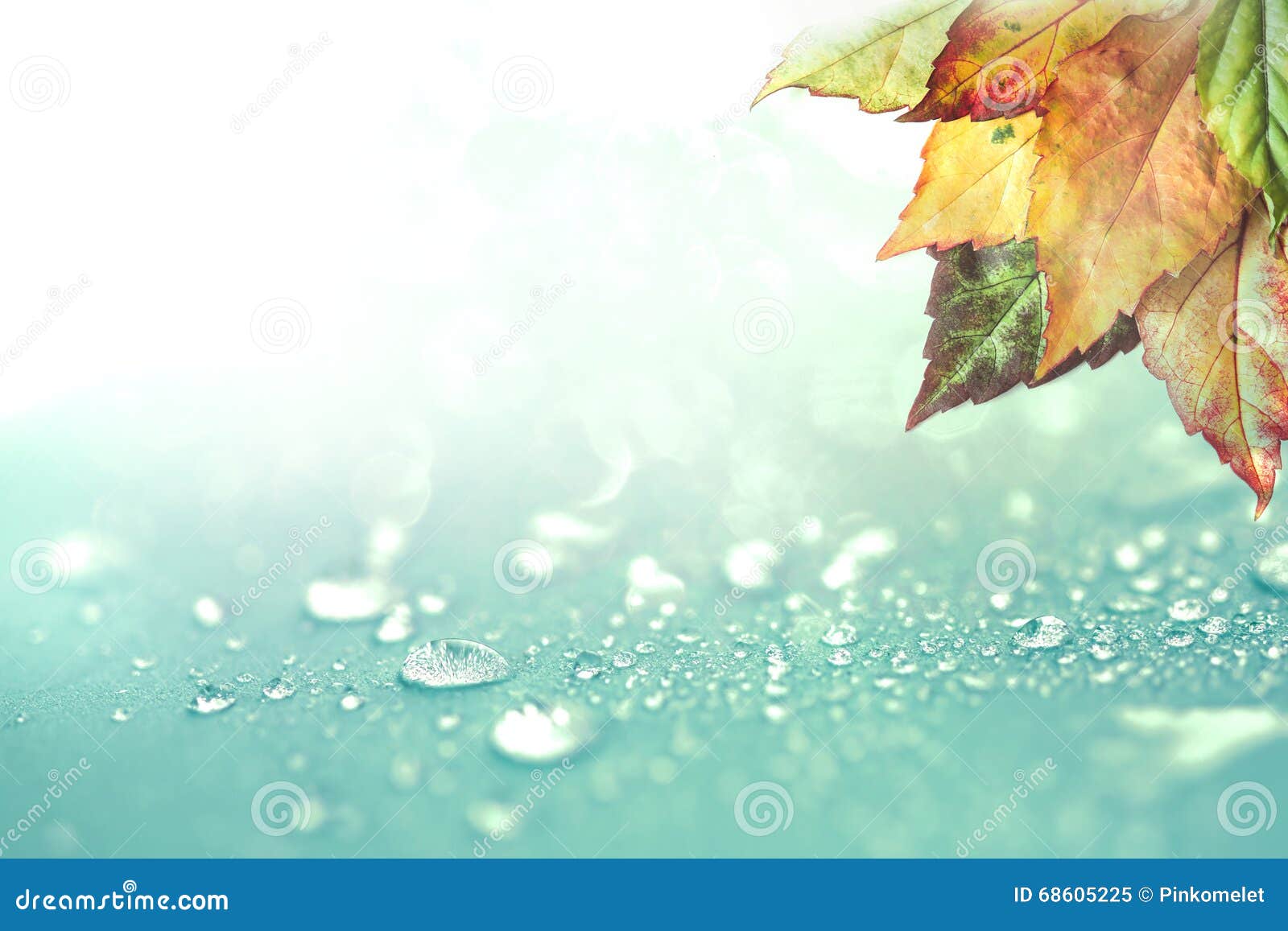 Autumn Leaves and Rain Water Drops Background Stock Image - Image of ...