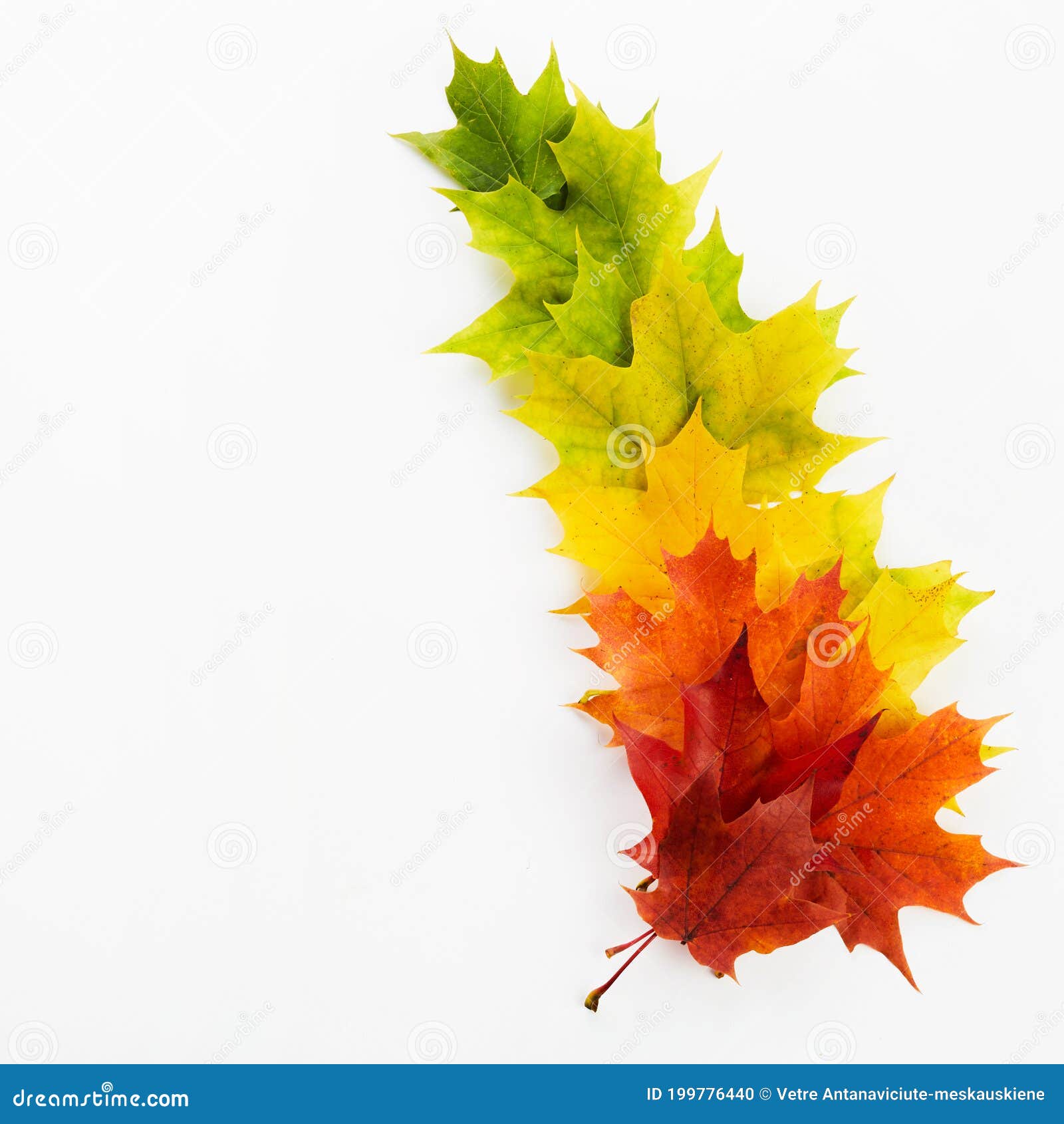 Autumn Leaves Rainbow Color Gradient. Autumn Season Change Concept ...