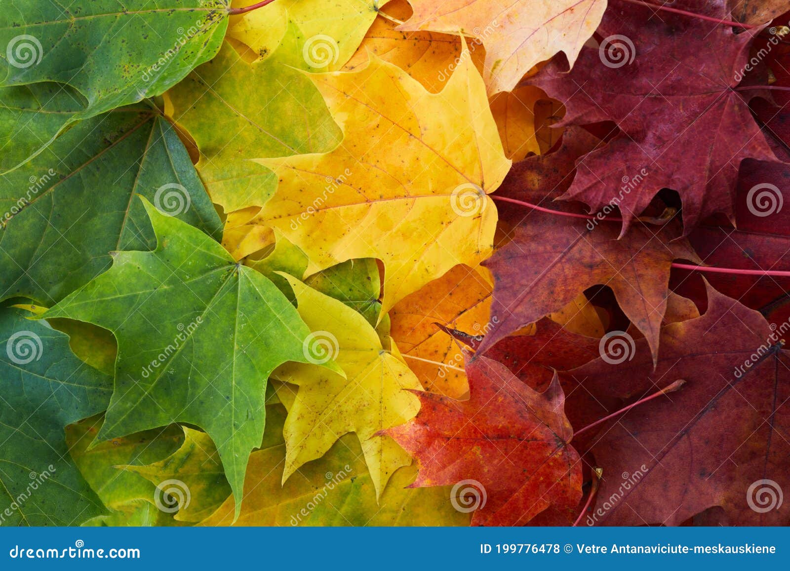 Autumn Leaves Rainbow Color Gradient. Autumn Season Change Concept ...