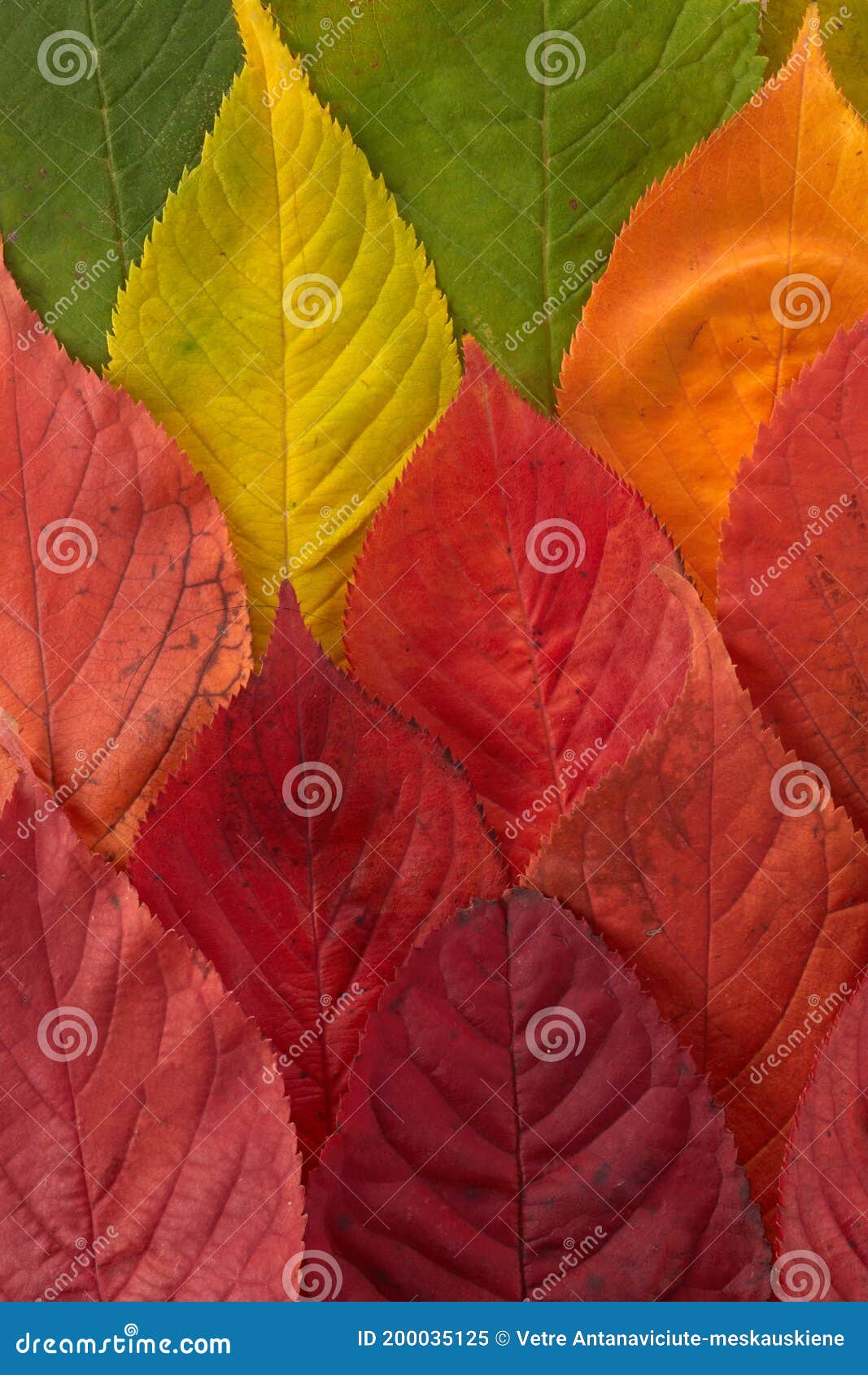 Autumn Leaves Rainbow Color Gradient. Autumn Season Change Concept ...