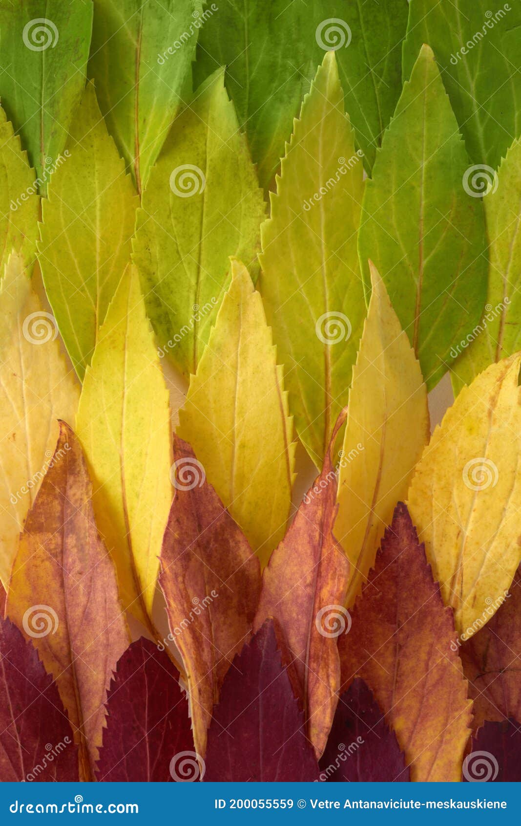 Autumn Leaves Rainbow Color Gradient. Autumn Season Change Concept ...