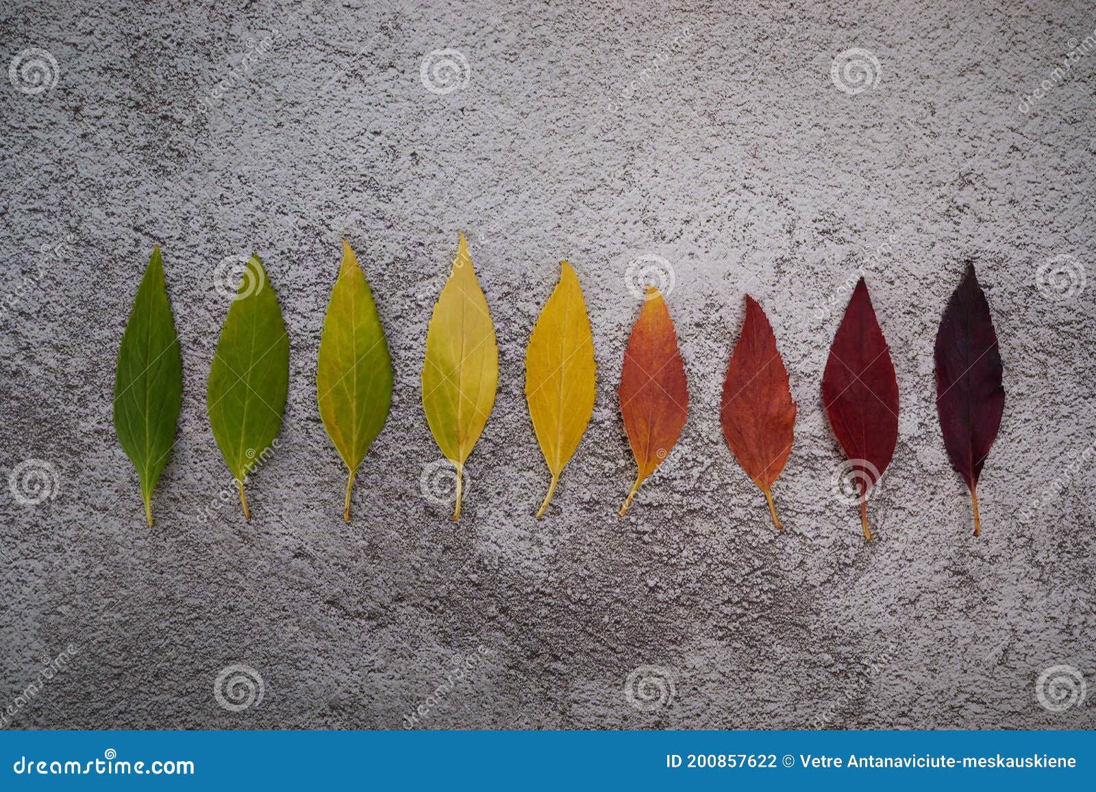 Autumn Leaves Rainbow Color Gradient. Autumn Season Change Concept ...