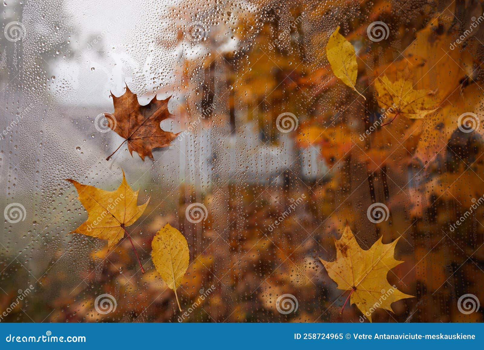 Autumn Leaves and Raindrops on Window, Rainy Autumn Day Stock Image ...