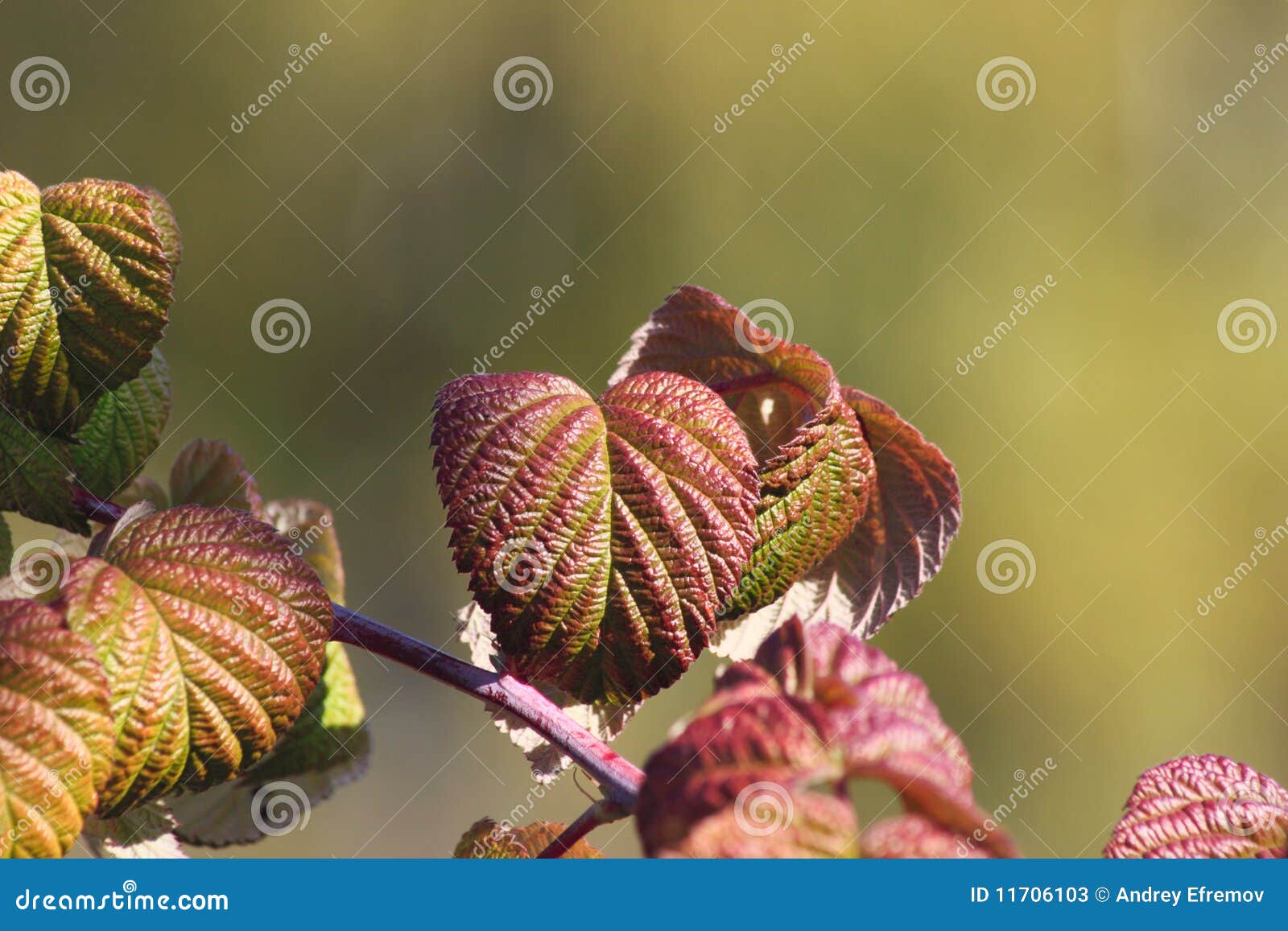 Autumn Leaves of a Raspberry Stock Image - Image of bush, close: 11706103