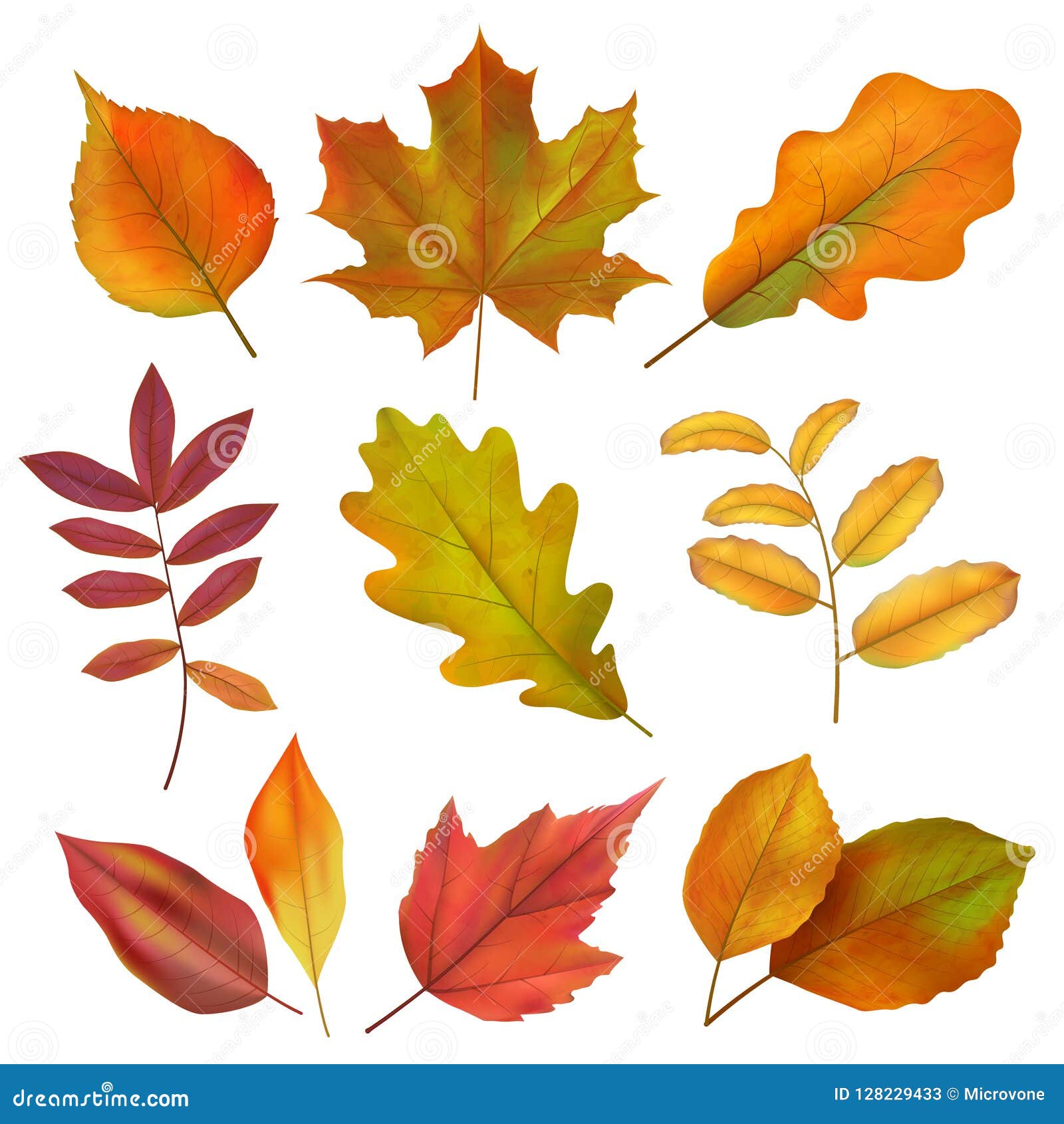 Autumn Leaves Realistisches Gelbes Und Rotes Fallblatt Isolate Vector ... Autumn Leaves Realistisches Gelbes Und Rotes Fallblatt Isolate Vector ...